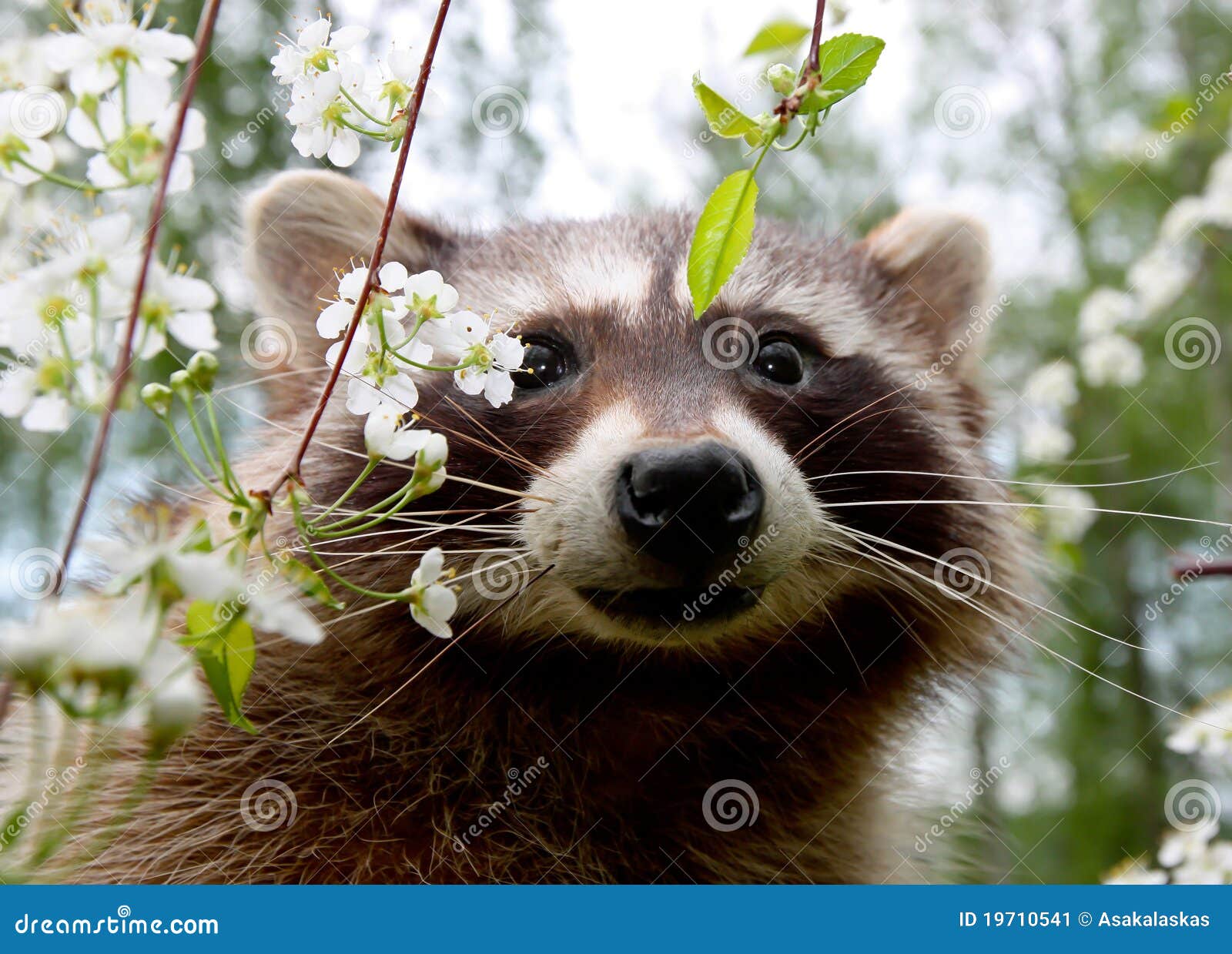 Curious racoon stock image. Image of face, mammal, close - 19710541