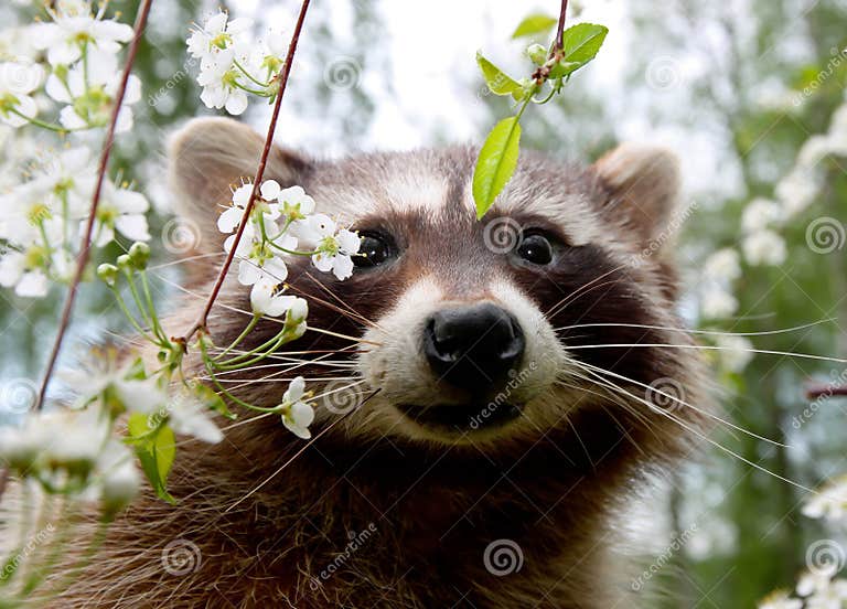 Curious racoon stock image. Image of face, mammal, close - 19710541