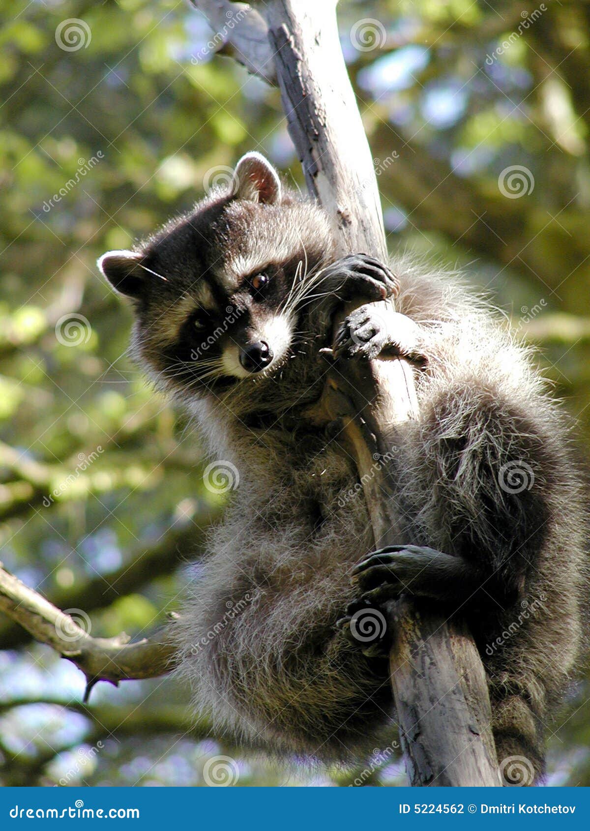 Curious racoon on a tree stock photo. Image of raccoon - 5224562