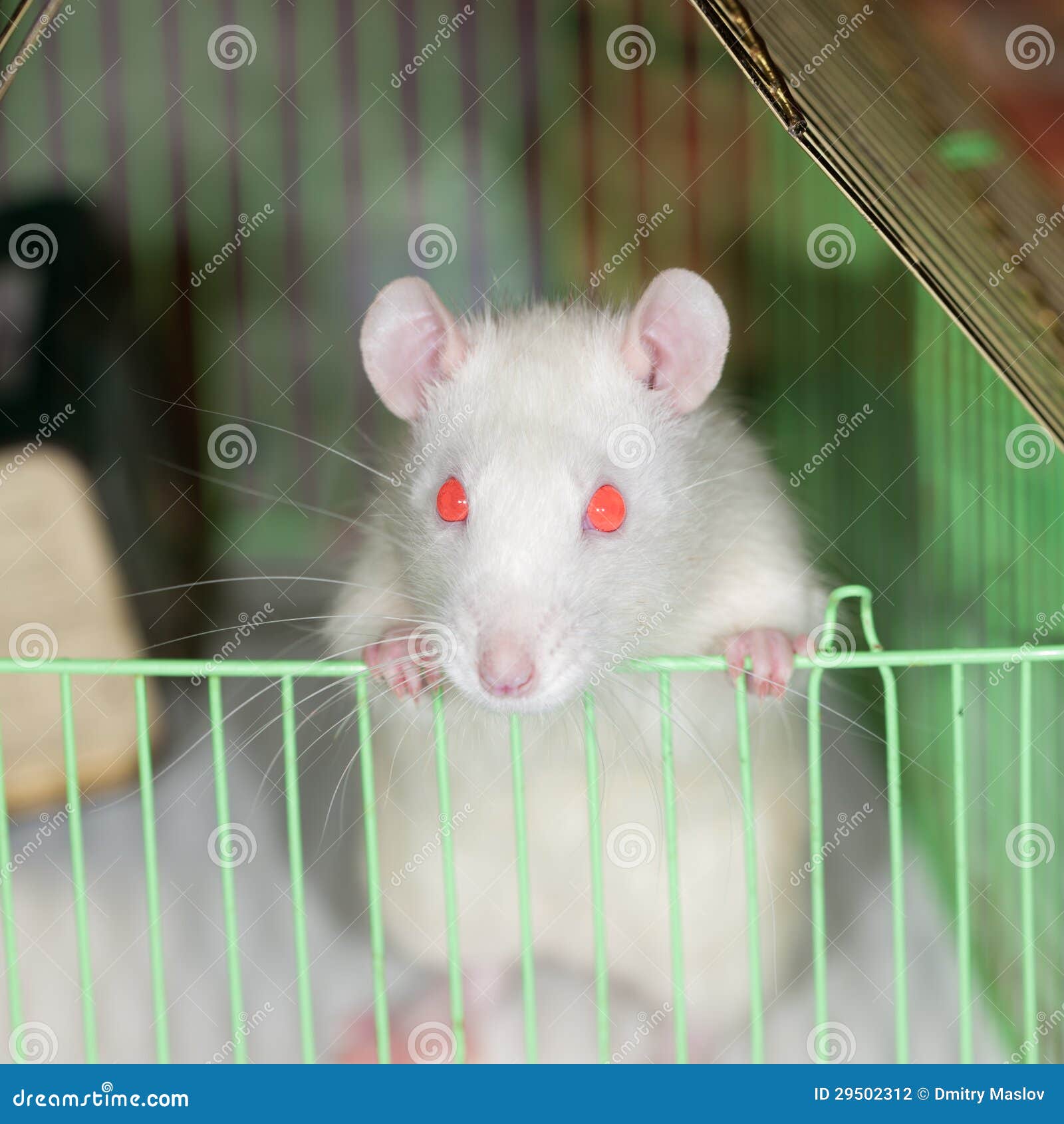 Curious rat stock photo. Image of cage, rodent, indoors - 29502312