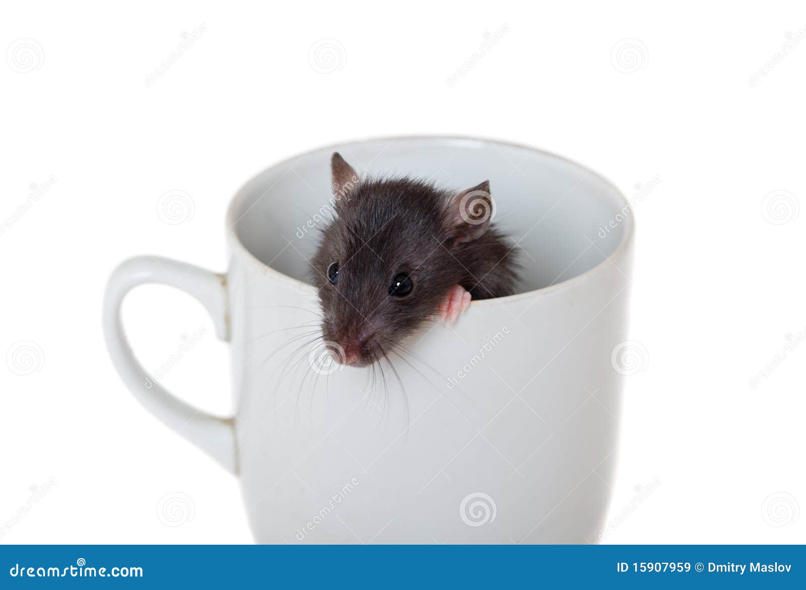Curious rat in a cup stock image. Image of young, white - 15907959