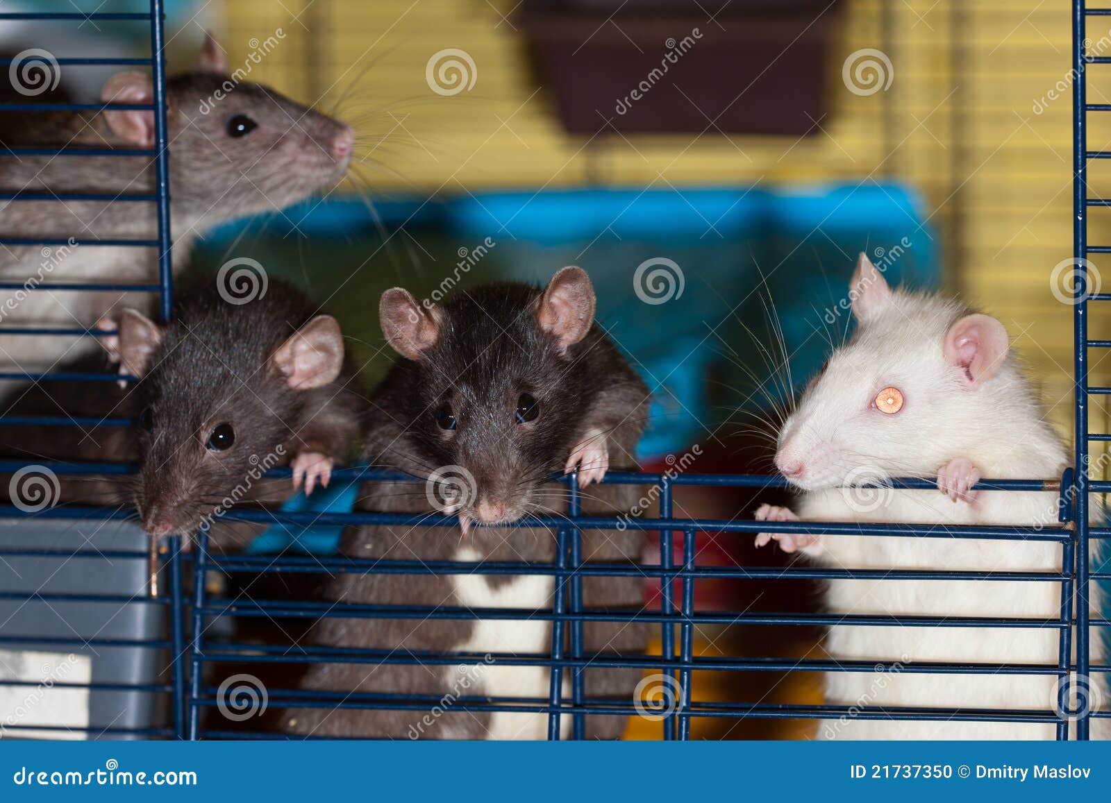 The curious rats stock photo. Image of cute, pets, black - 21737350