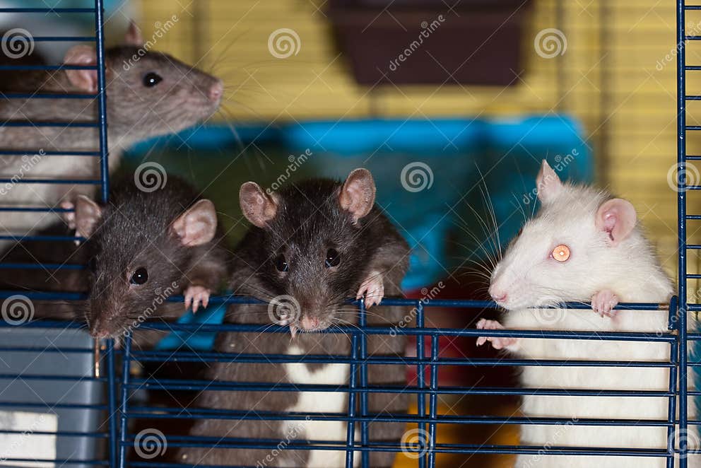 The curious rats stock photo. Image of cute, pets, black - 21737350