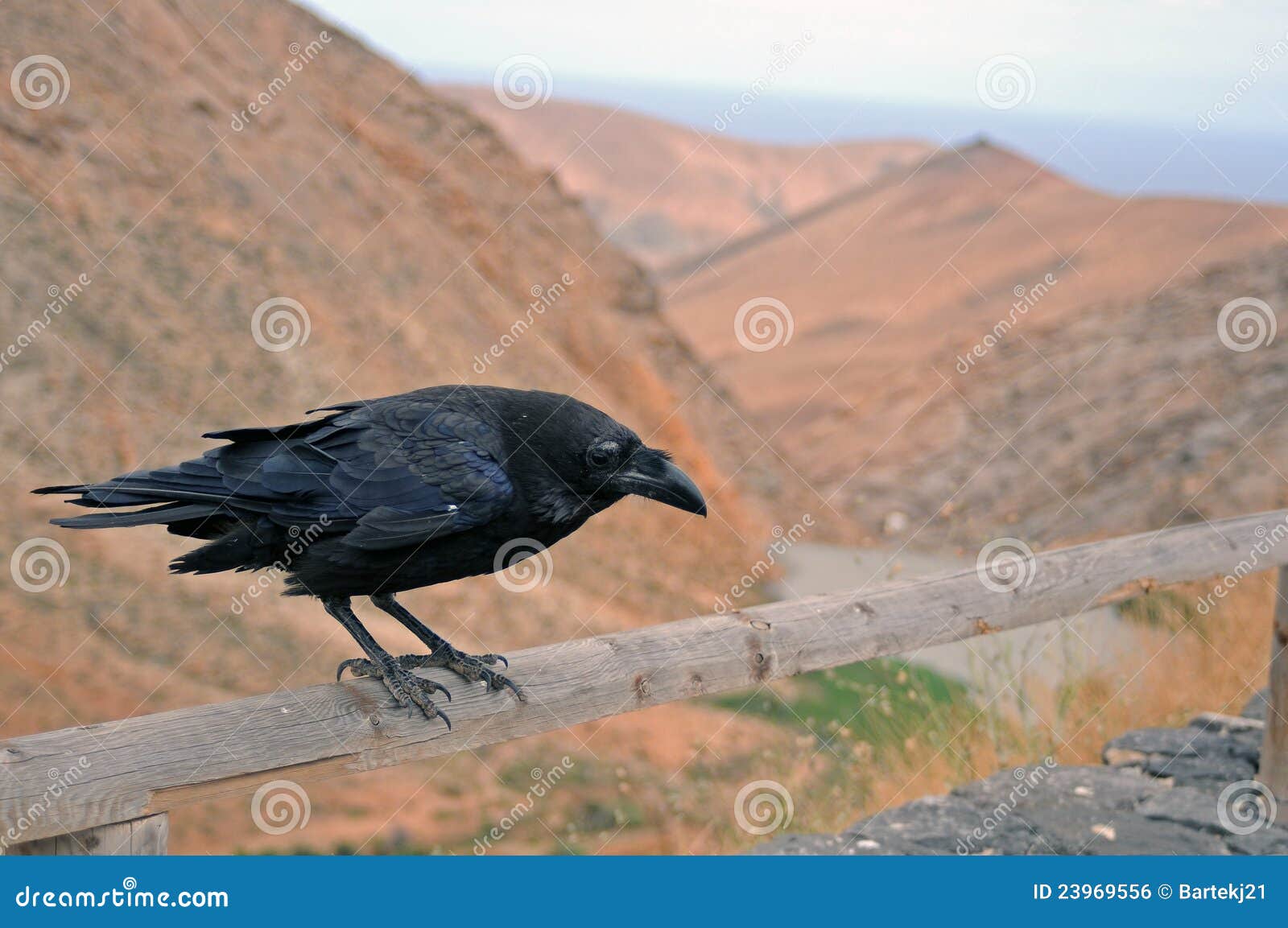 Curious Raven stock photo. Image of nature, raven, black - 23969556