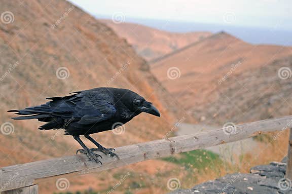 Curious Raven stock photo. Image of nature, raven, black - 23969556