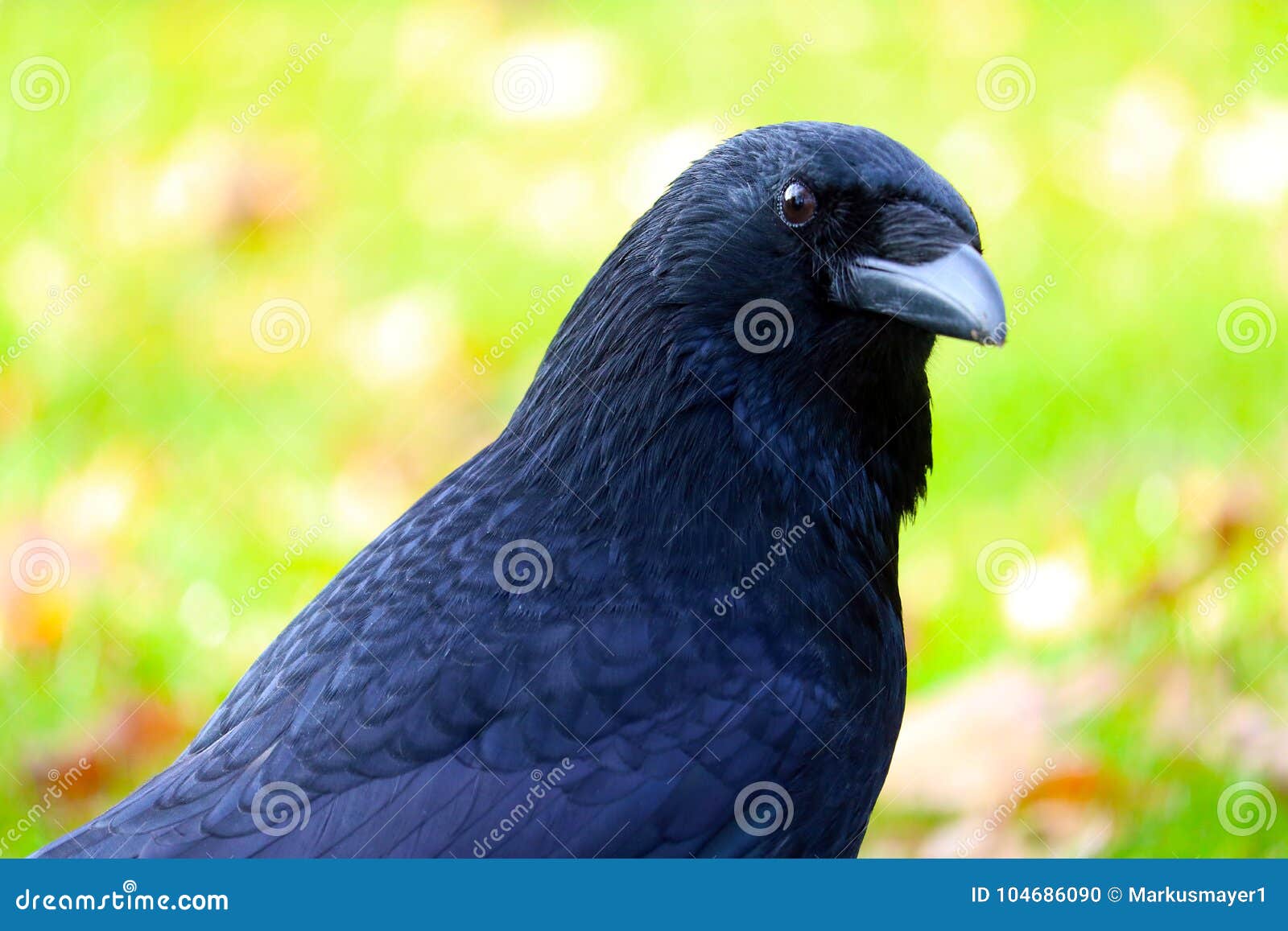 Curious Looking Raven Sitting on a Green Meadow Stock Photo - Image of ...