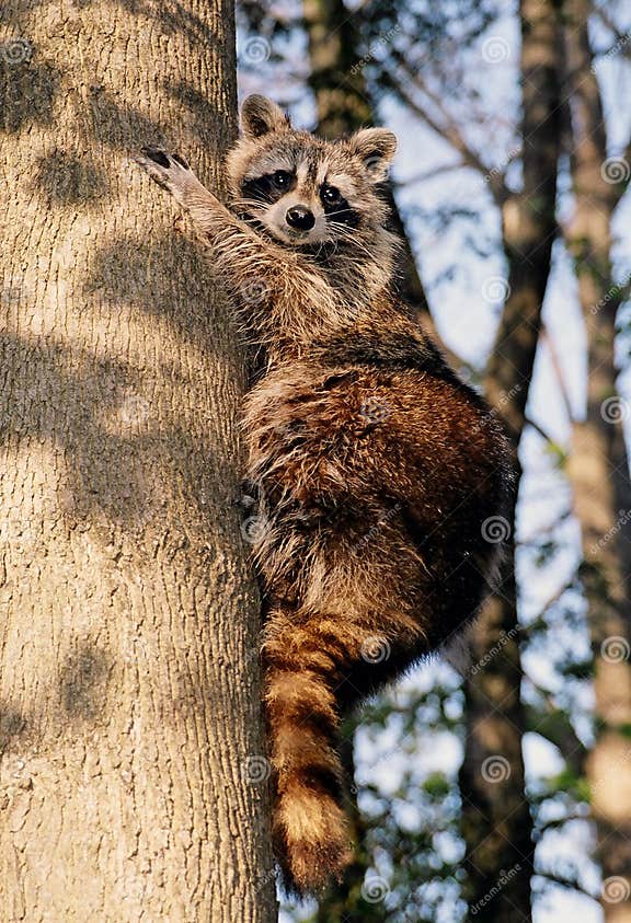 Curious recoon stock image. Image of curious, park, cute - 1875353