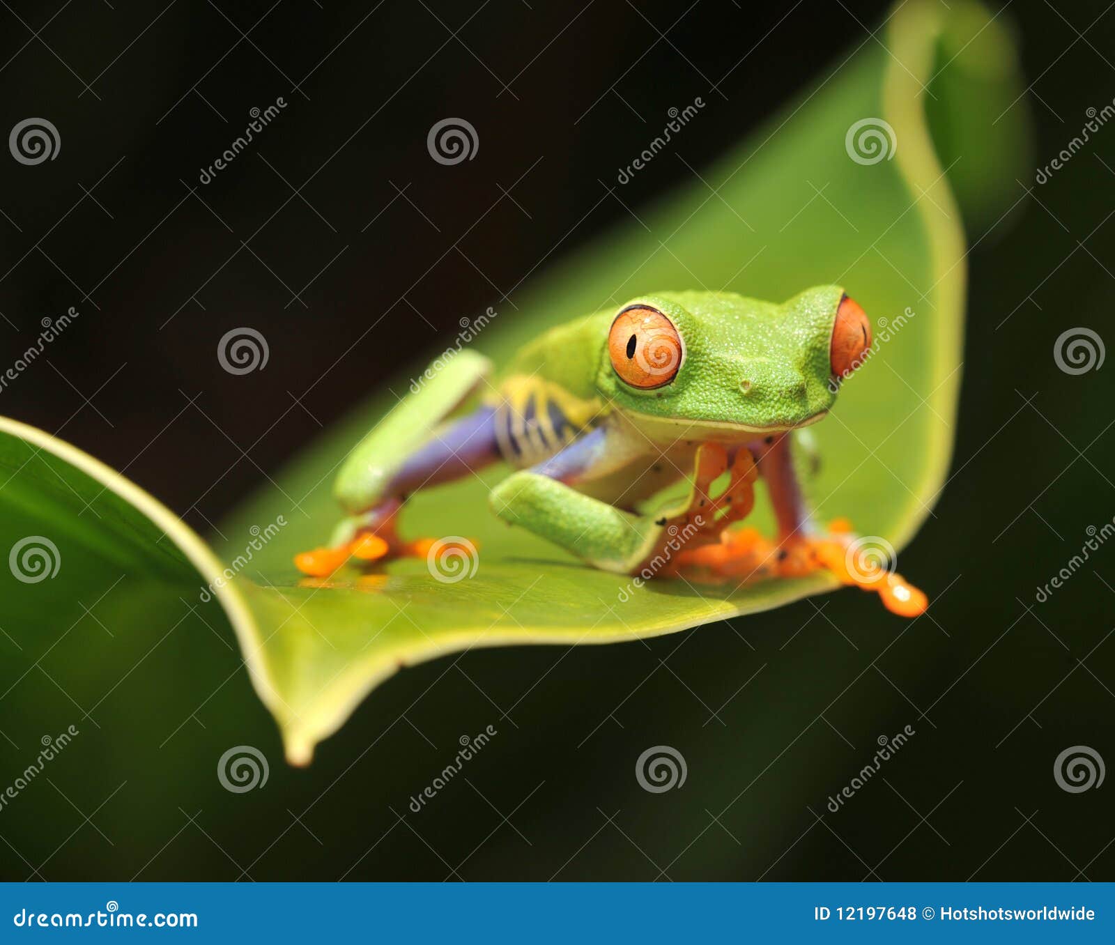 Curious Red Eyed Green Tree Frog Looking at Camera Stock Photo - Image ...