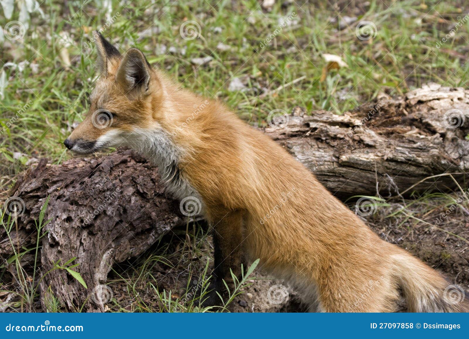 Curious Red Fox stock photo. Image of england, natural - 27097858