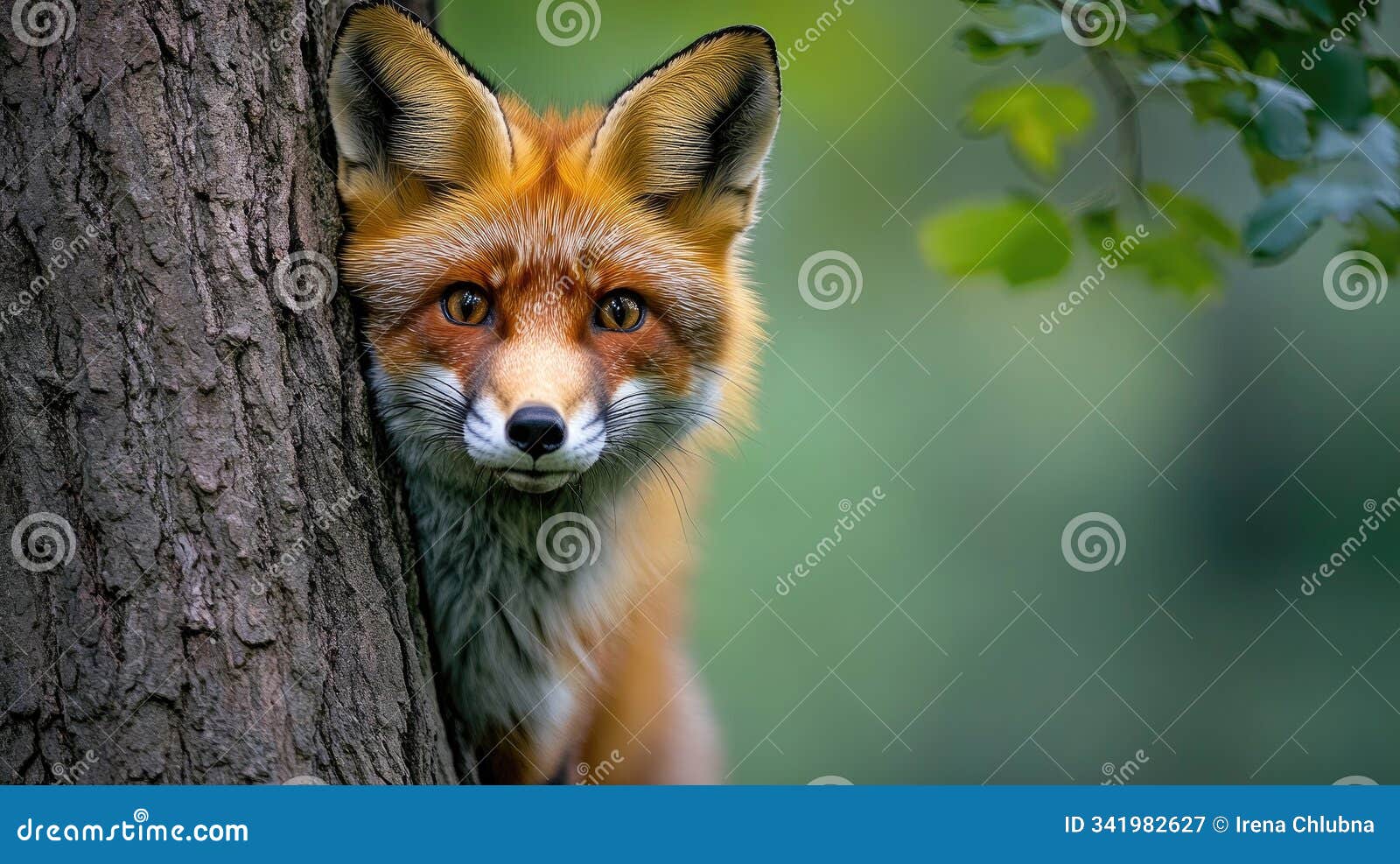 Curious Red Fox Hiding Behind a Tree in the Forest Stock Illustration ...
