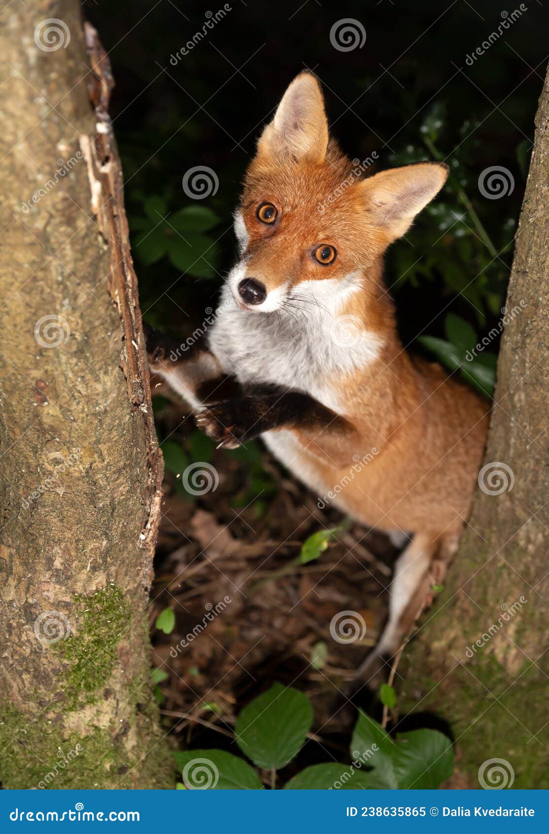 Curious Red Fox Leaning Against a Tree in the Forest Stock Image ...