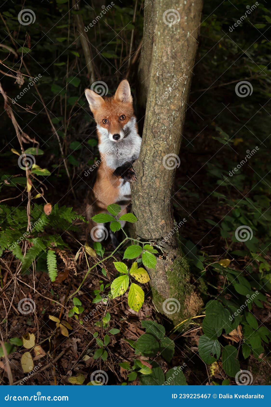 Curious Red Fox Leaning Against a Tree in the Forest Stock Image ...