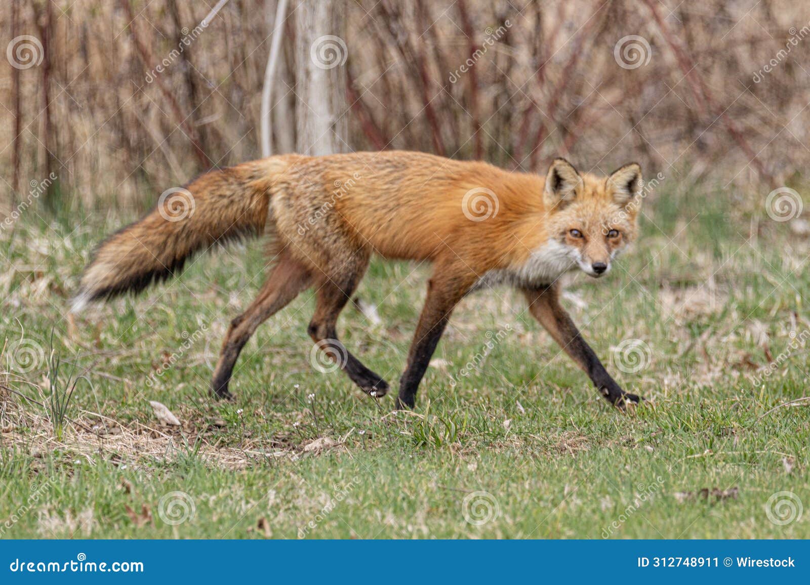 The Red Fox is Very Interested in Chasing the Bird with Its Paws Stock ...
