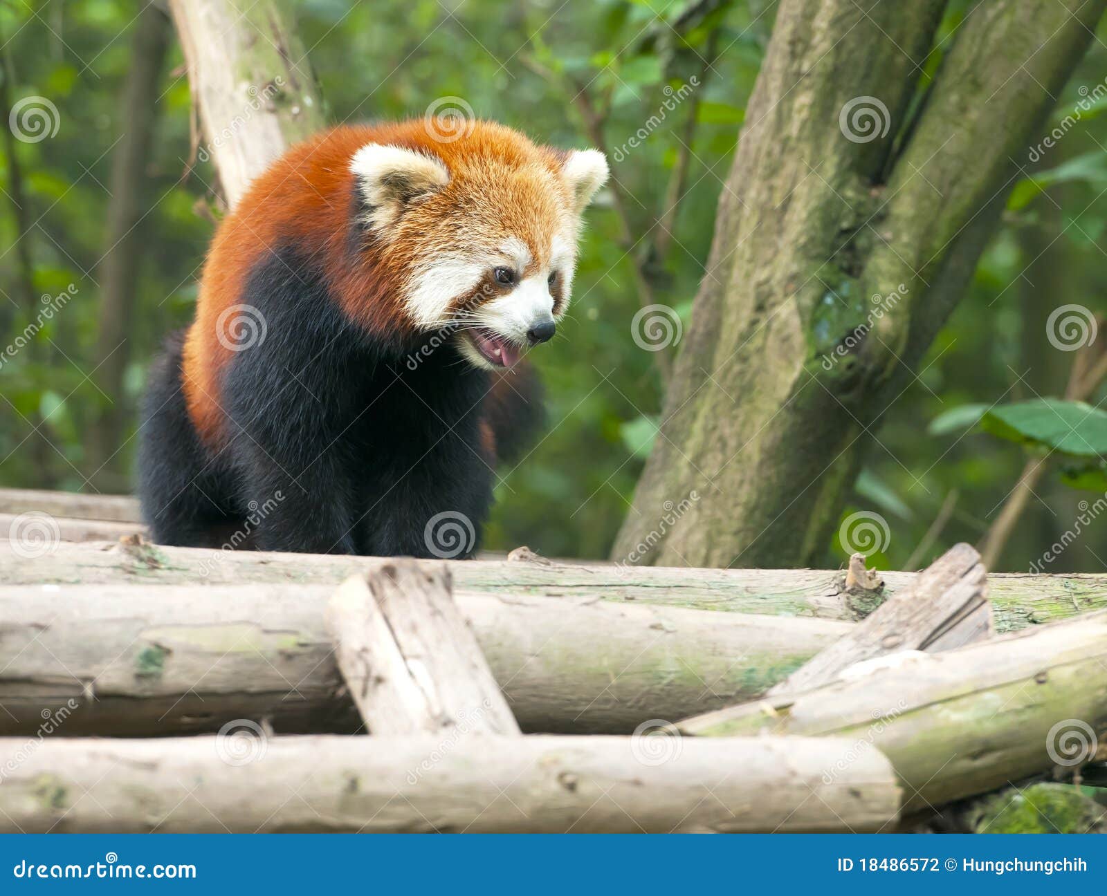 Curious red panda bear stock photo. Image of lazy, chengdu - 18486572