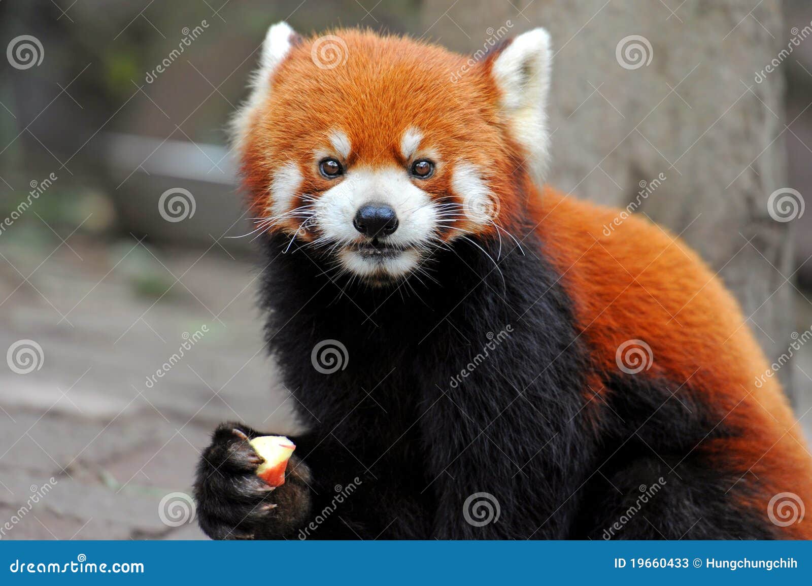 Curious red panda bear stock image. Image of forest, leaves - 19660433