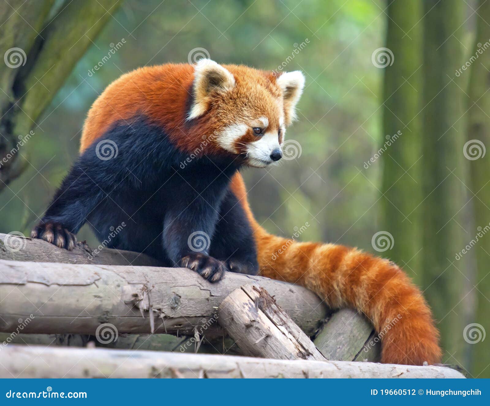 Red Panda Bear Resting On A Log, Looking Depressed And Tired. Green ...