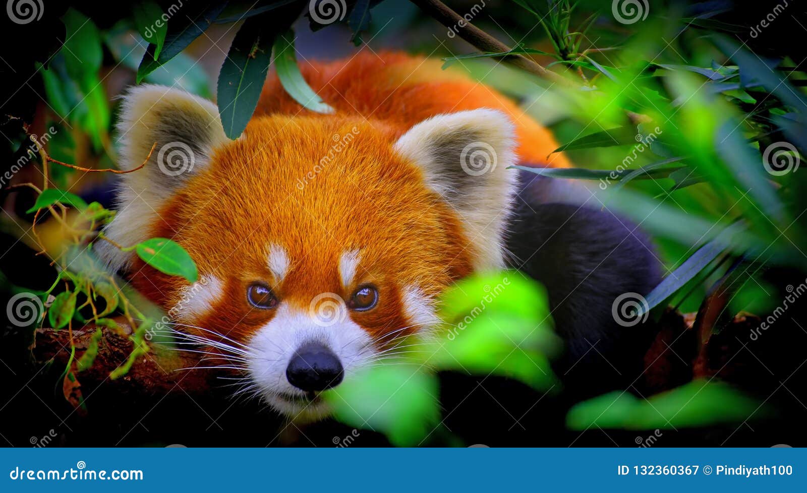 Curious red panda stock image. Image of panda, wildlife - 132360367
