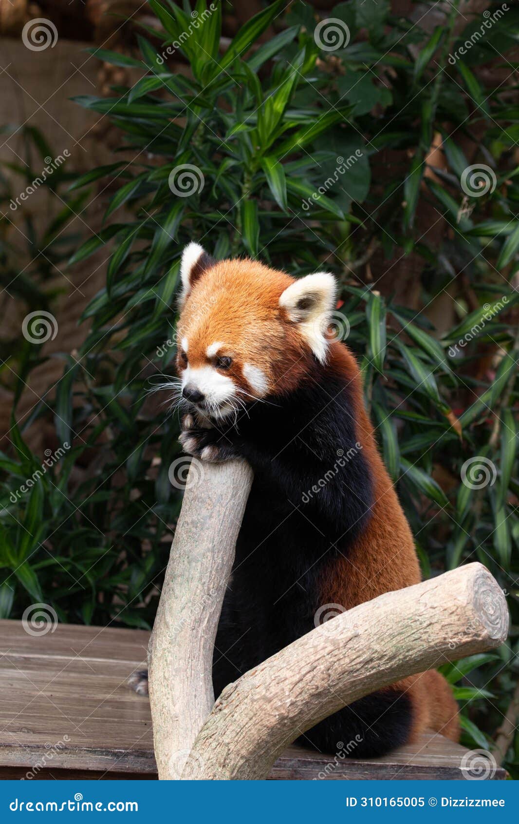 Close Up Cute Fluffy Red Panda, Lesser Panda Stock Image - Image of ...