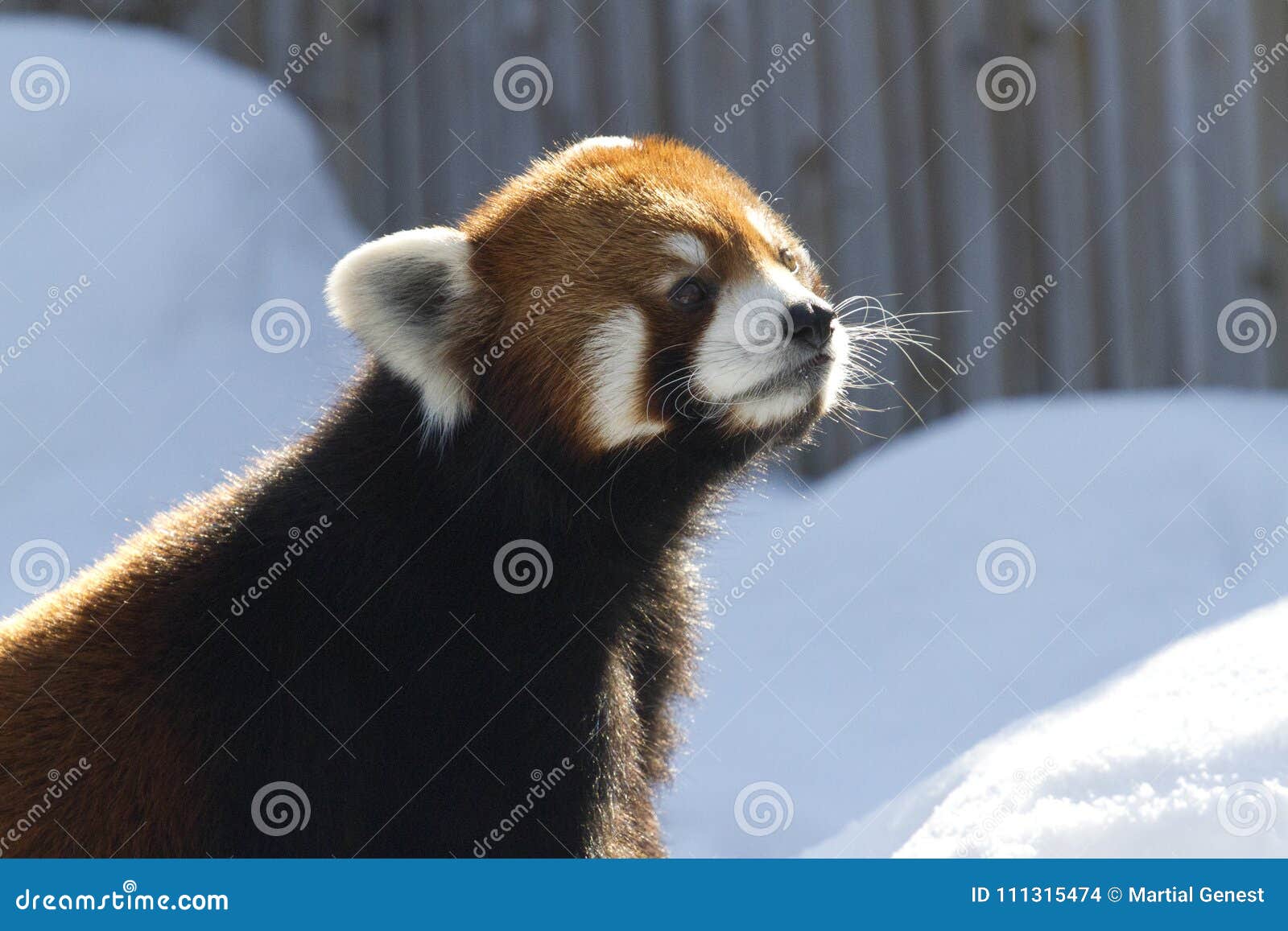 Curious Red Panda Looking Up Stock Photo - Image of cute, panda: 111315474