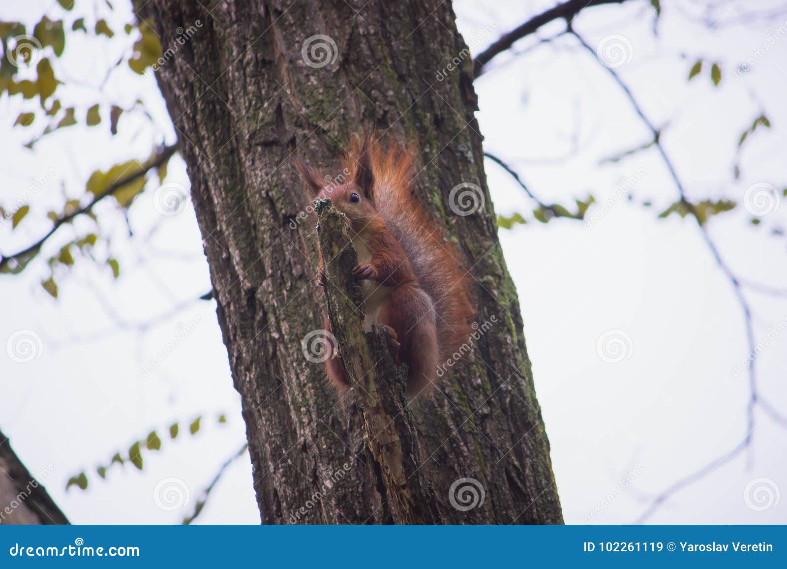 Curious Red Squirrel Behind the Tree Trunk Stock Image - Image of ...