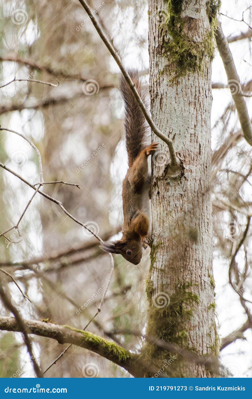 Curious Red Squirrel Climbing on a Tree Trunk Stock Image - Image of ...