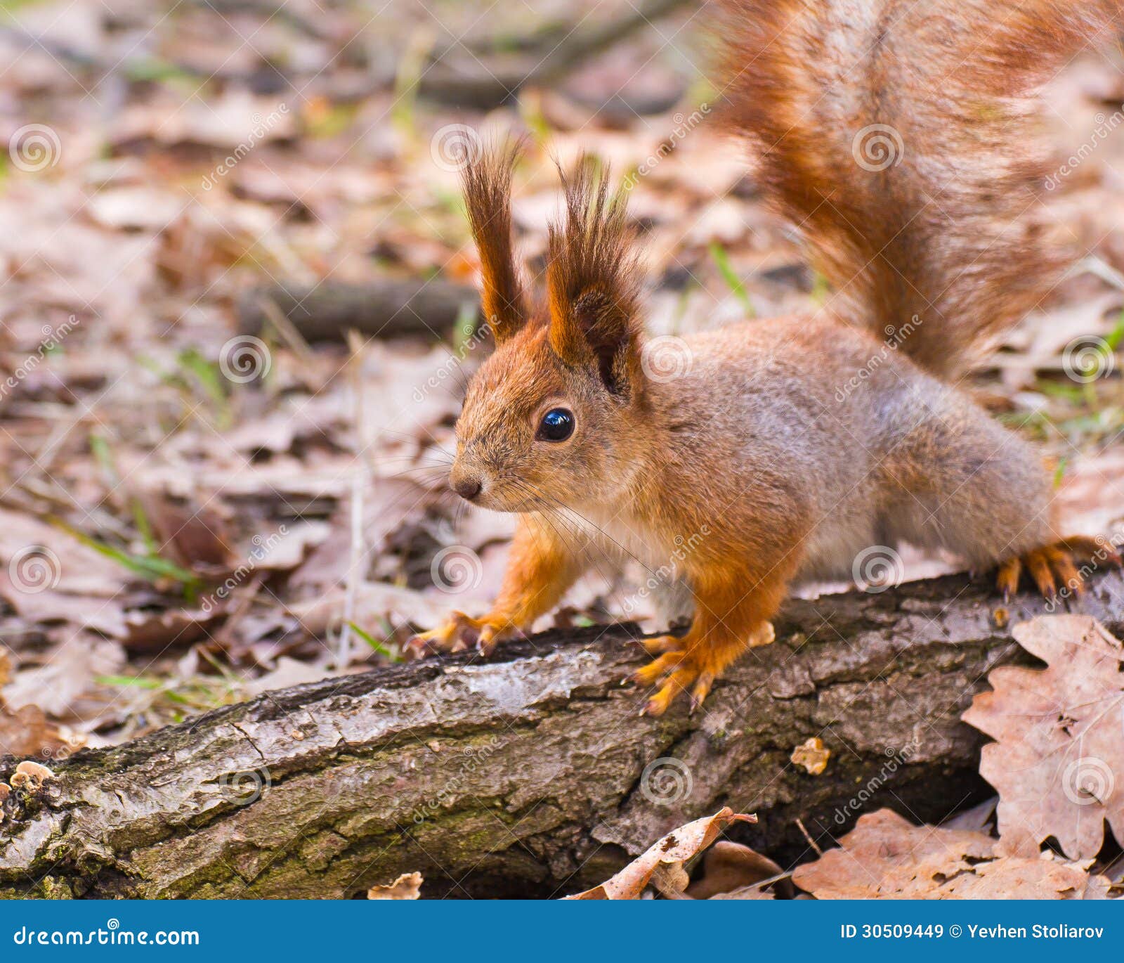 Curious Red Squirrel on Log in Park Stock Image - Image of sciurus ...