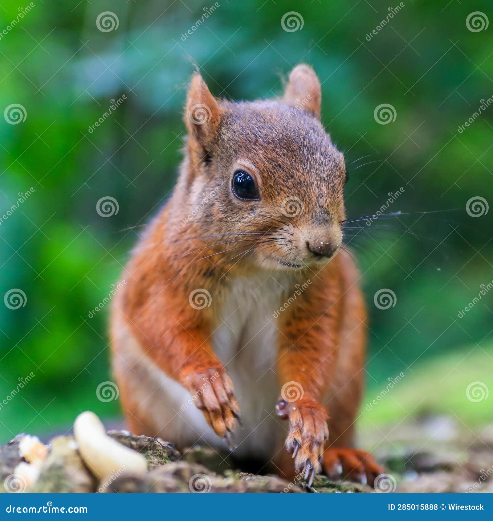 Curious Red Squirrel in a Lush Green Woodland Setting Stock Photo ...