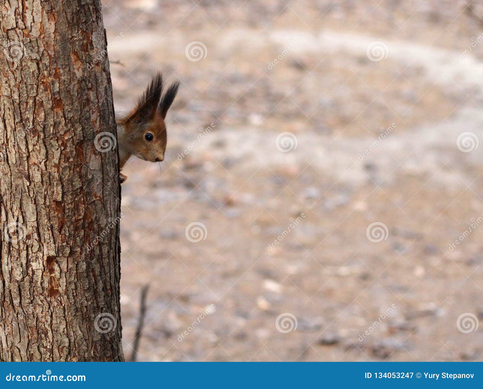 Squirrel Peeking Around Tree Stock Image | CartoonDealer.com #69155221