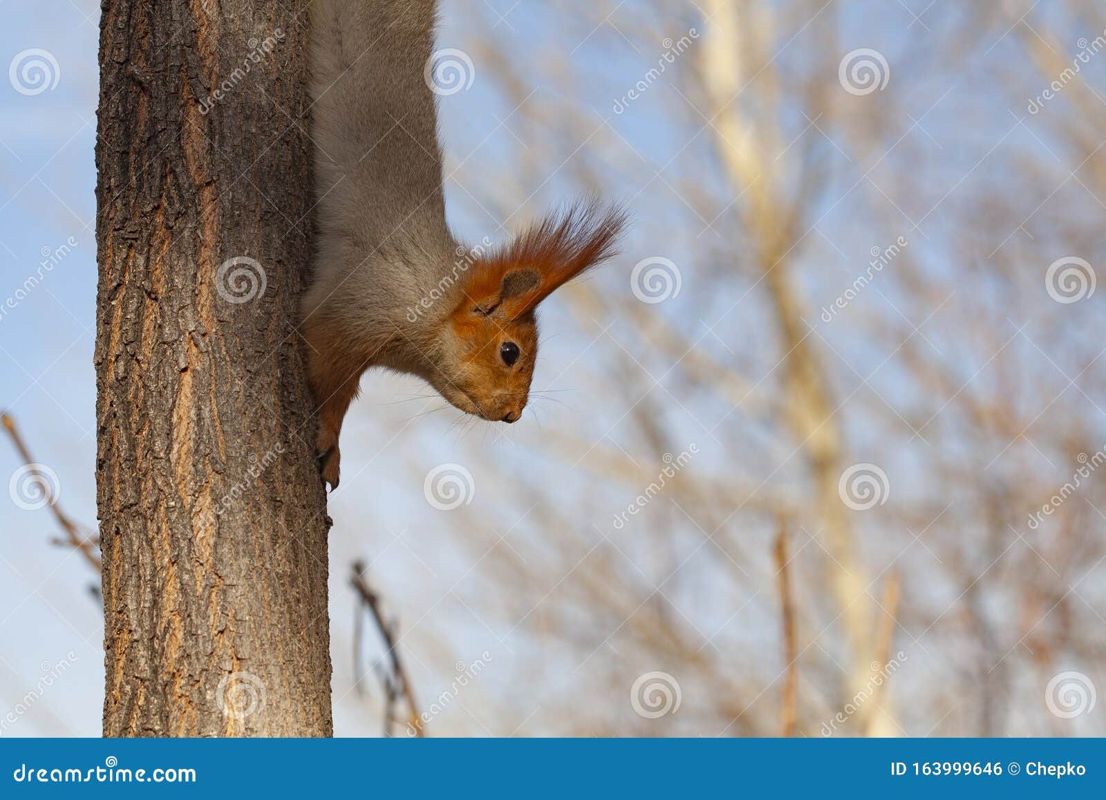 Curious Red Squirrel Peeking Behind the Tree Trunk Stock Photo - Image ...