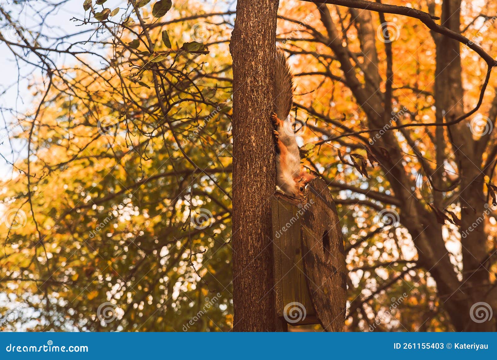 Curious Red Squirrel Peeking Behind the Tree Stock Image - Image of ...
