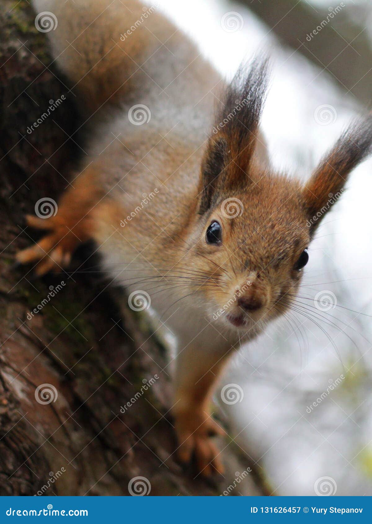Curious Red Squirrel Peeking Behind the Tree Trunk Stock Image - Image ...