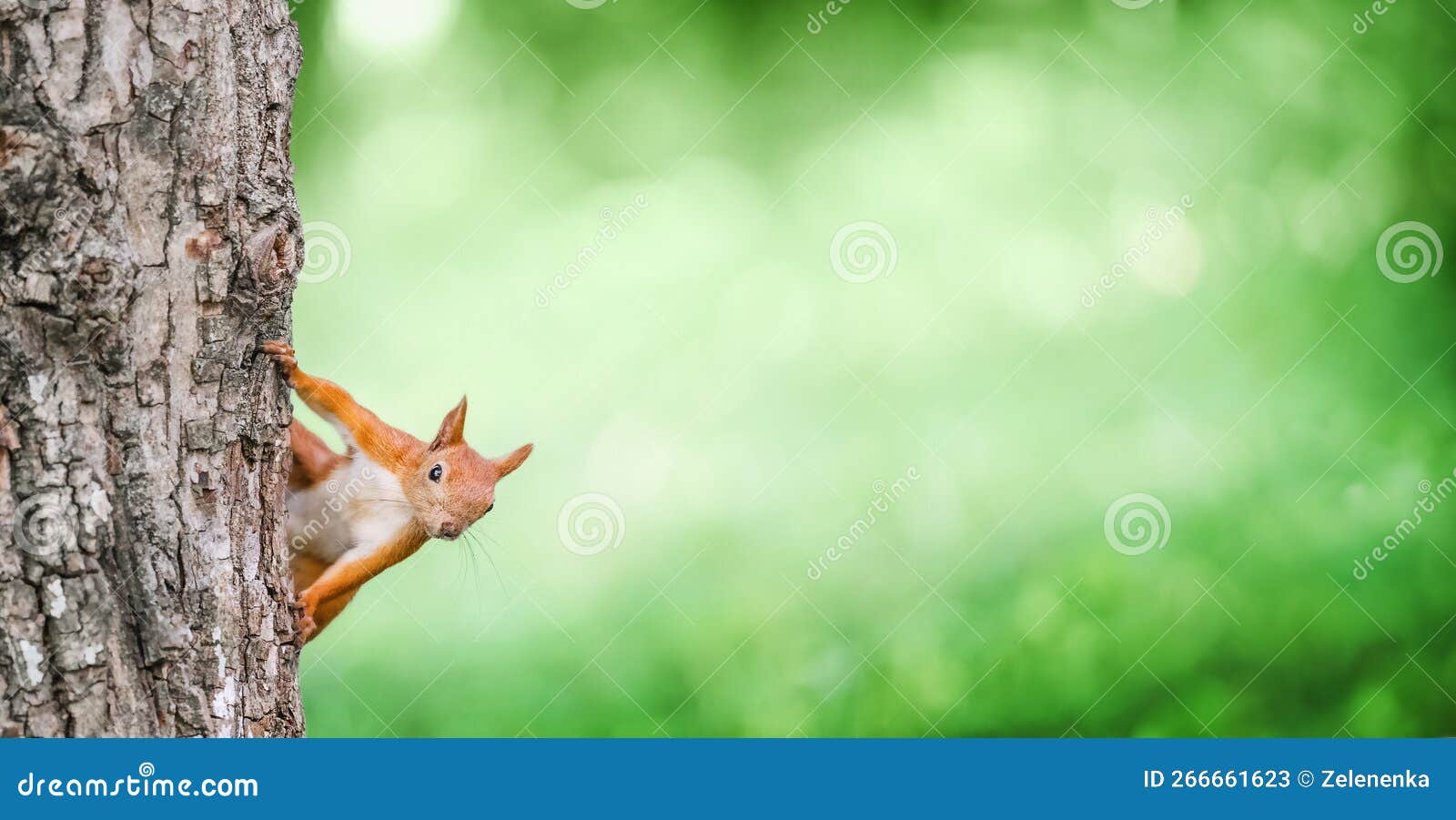 Curious Red Squirrel Peeking Behind the Tree Trunk Stock Image - Image ...
