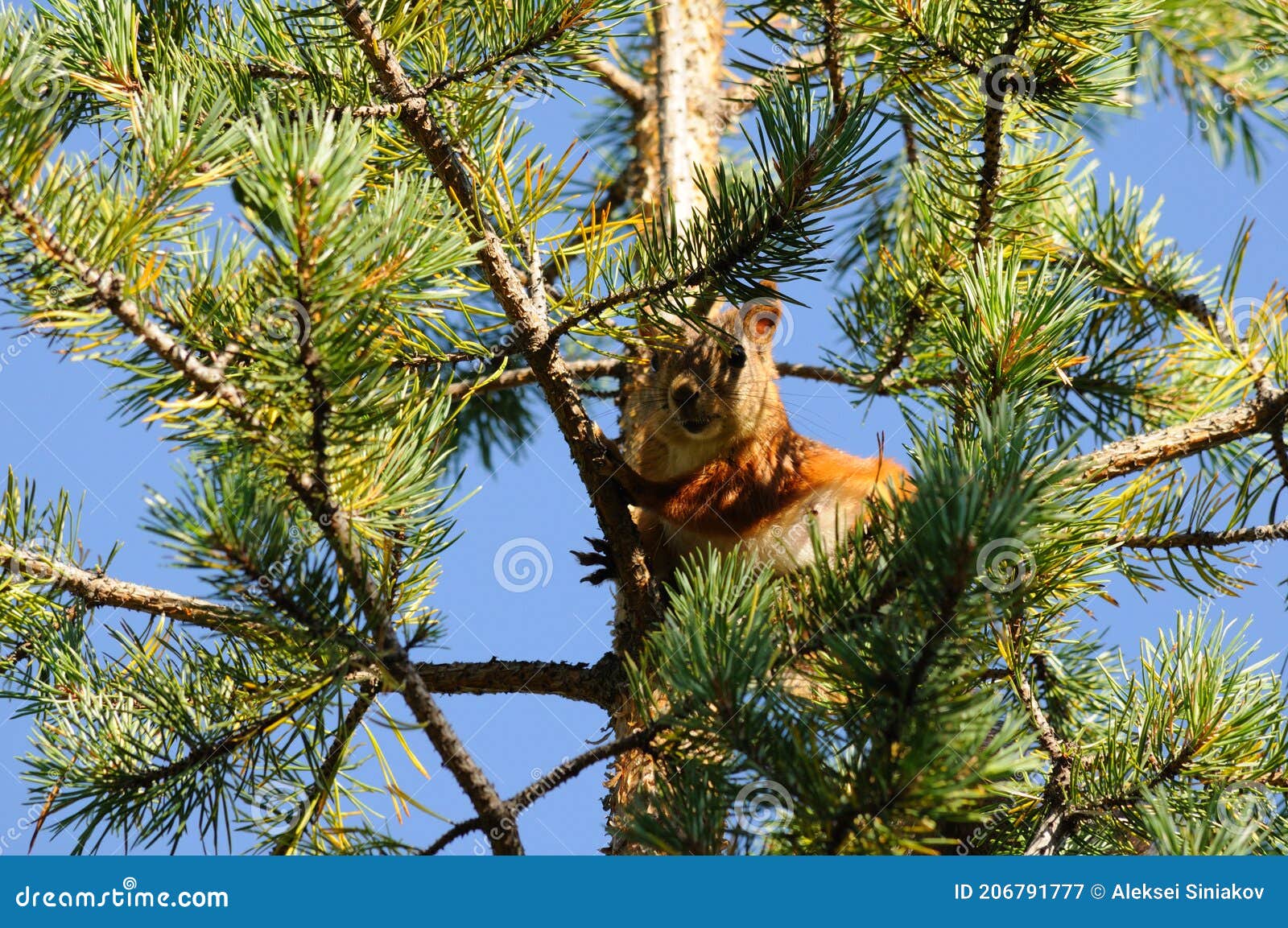 Curious Red Squirrel Peeking Behind the Tree Trunk. Red Squirrel ...