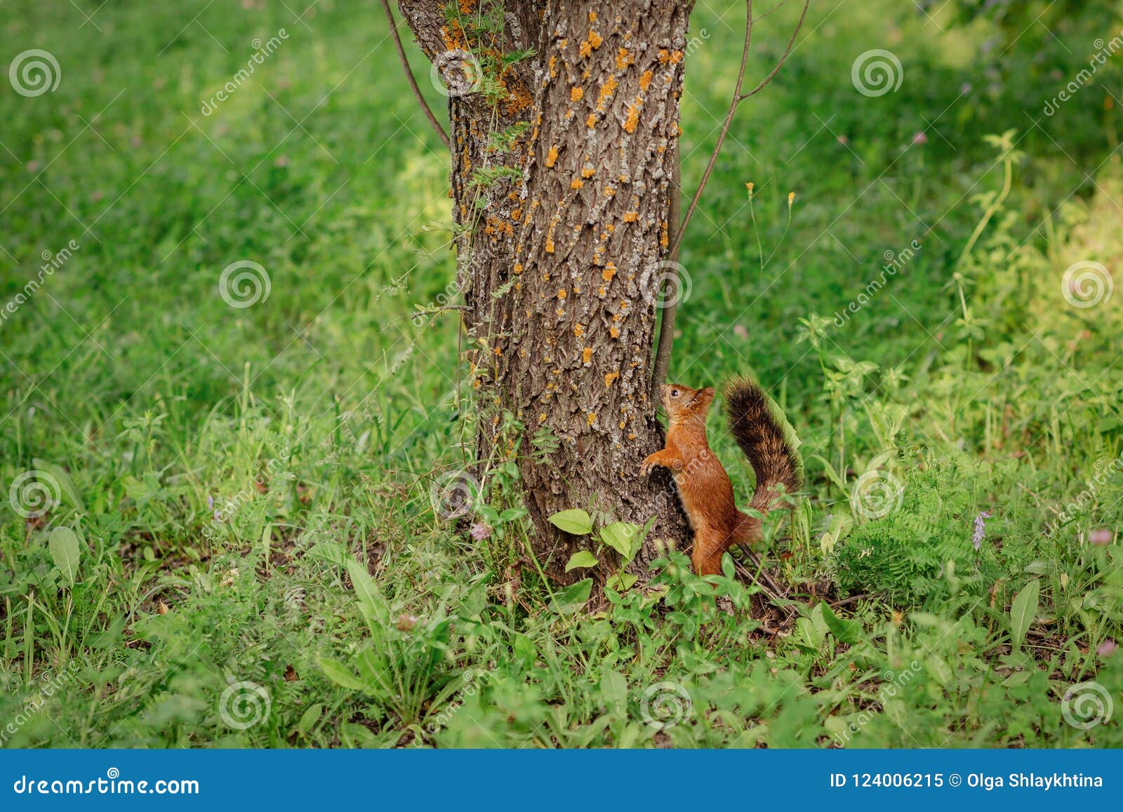 Curious Red Squirrel Peeking Behind the Tree Trunk Stock Image - Image ...