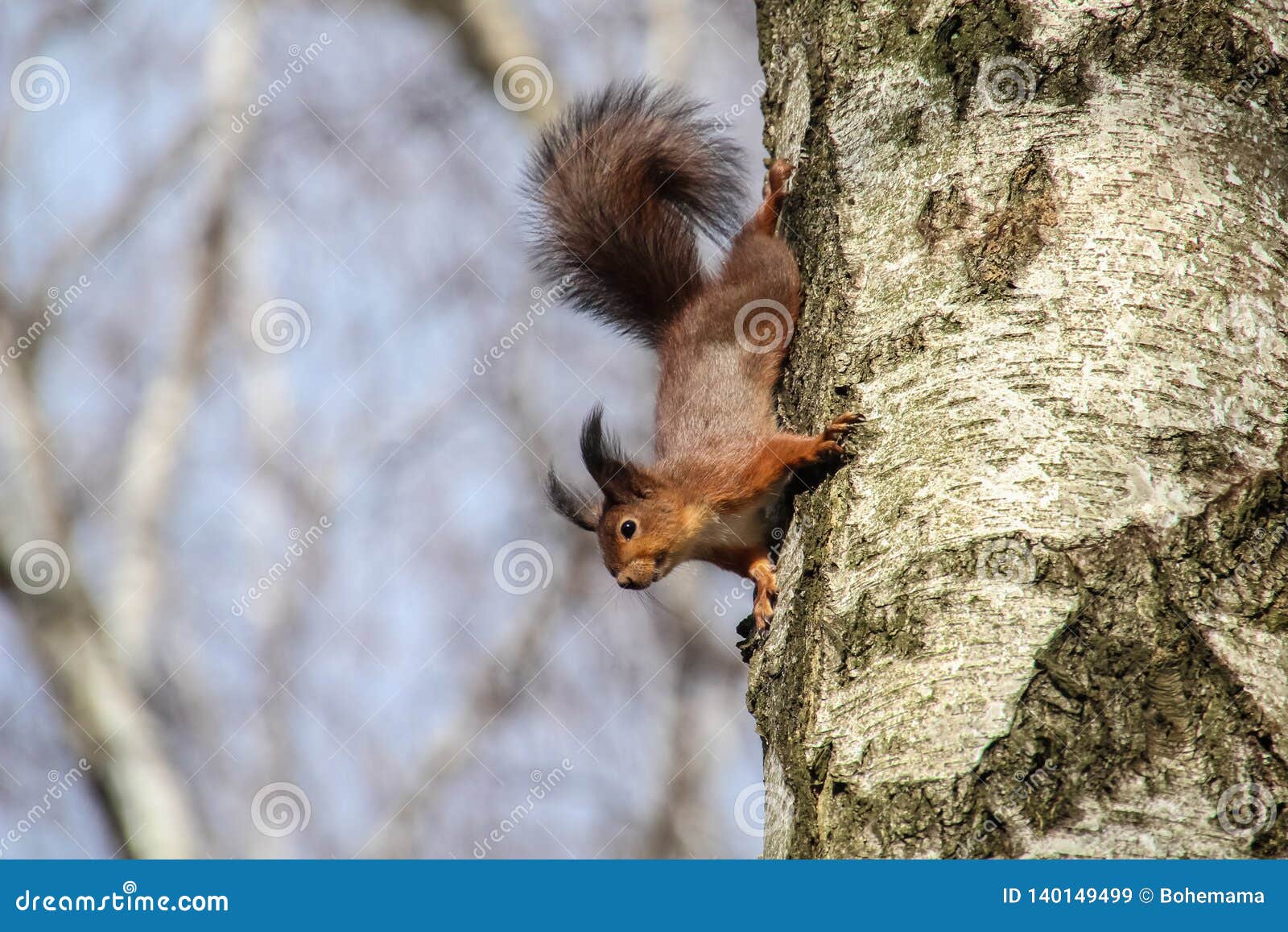 Curious Red Squirrel on Tree Trunk Hanging Down, Sciurus Vulgaris Stock ...