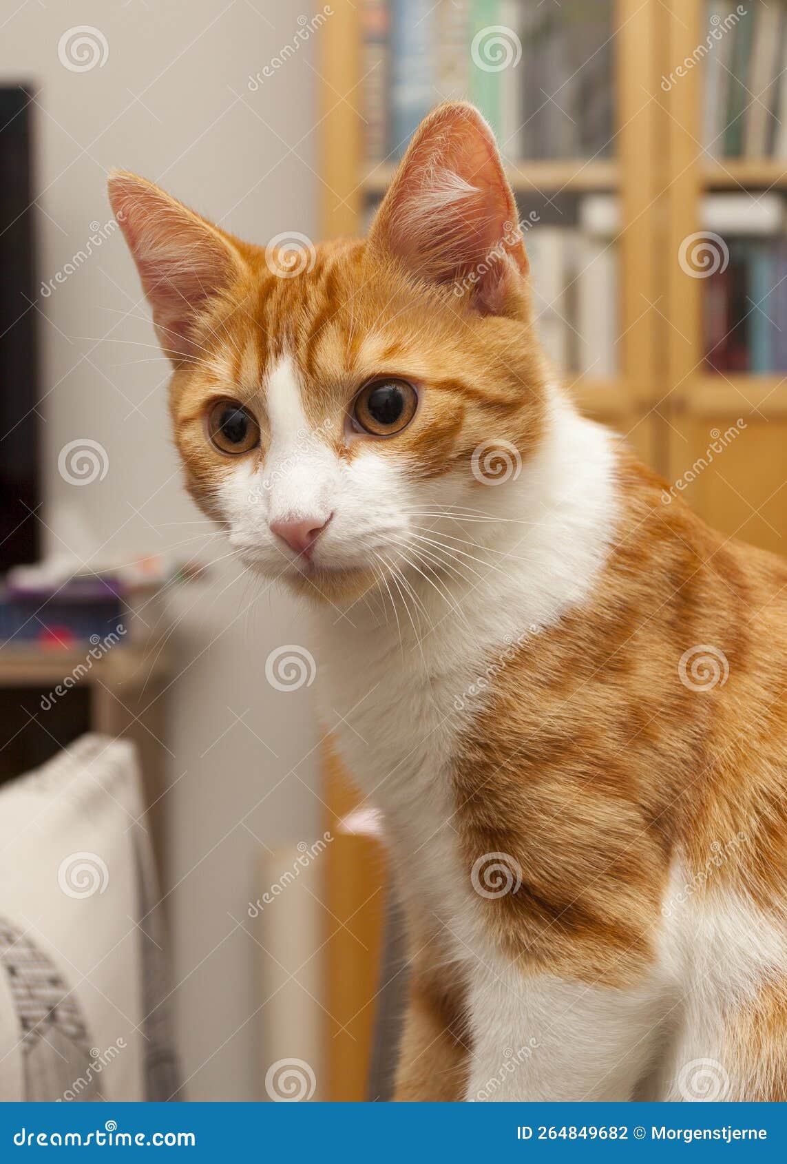 Curious Red-white Cat on Table Playinf with Threads Stock Photo - Image ...