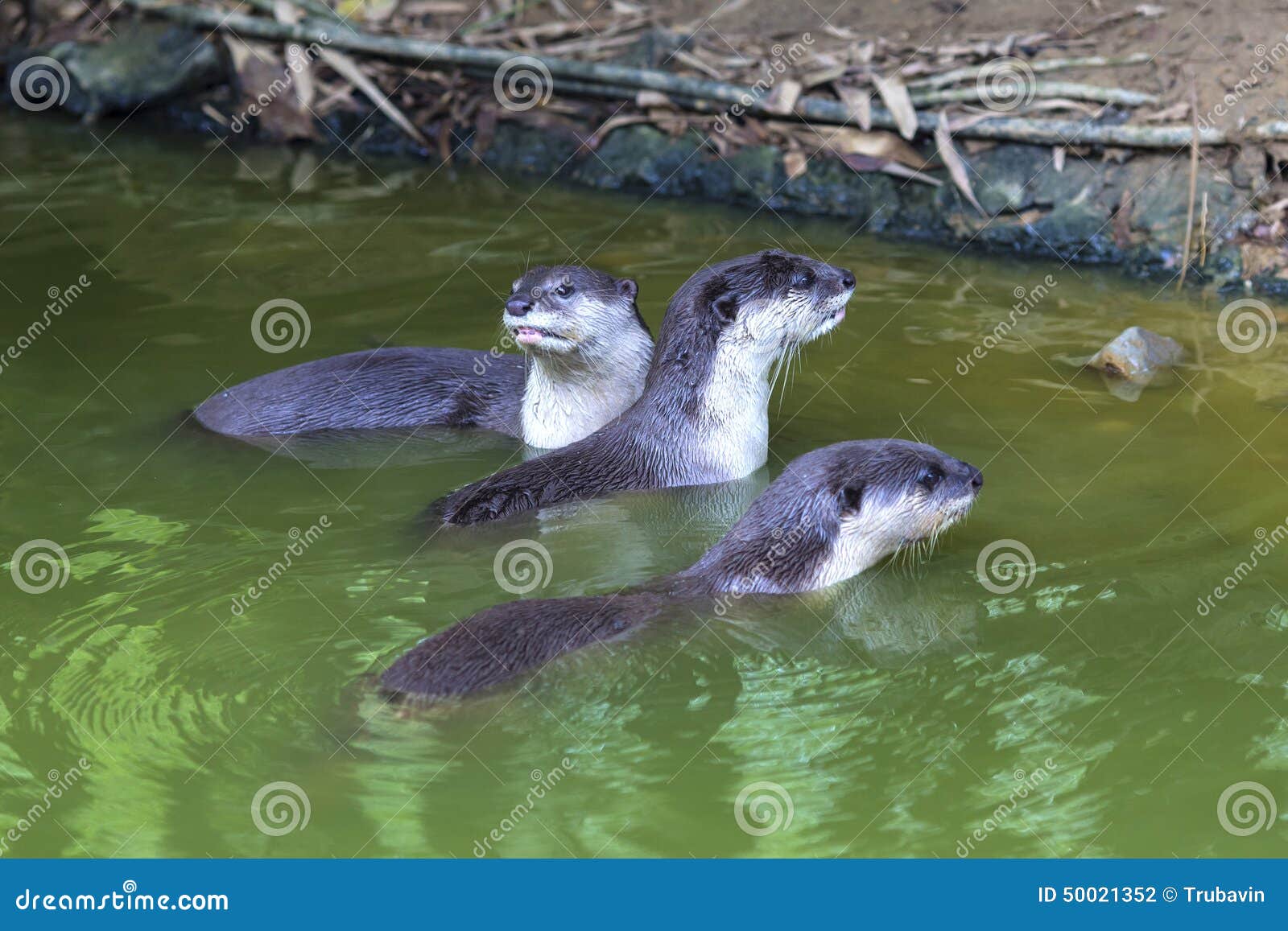 Curious River Otter stock photo. Image of laughing, clawless - 50021352