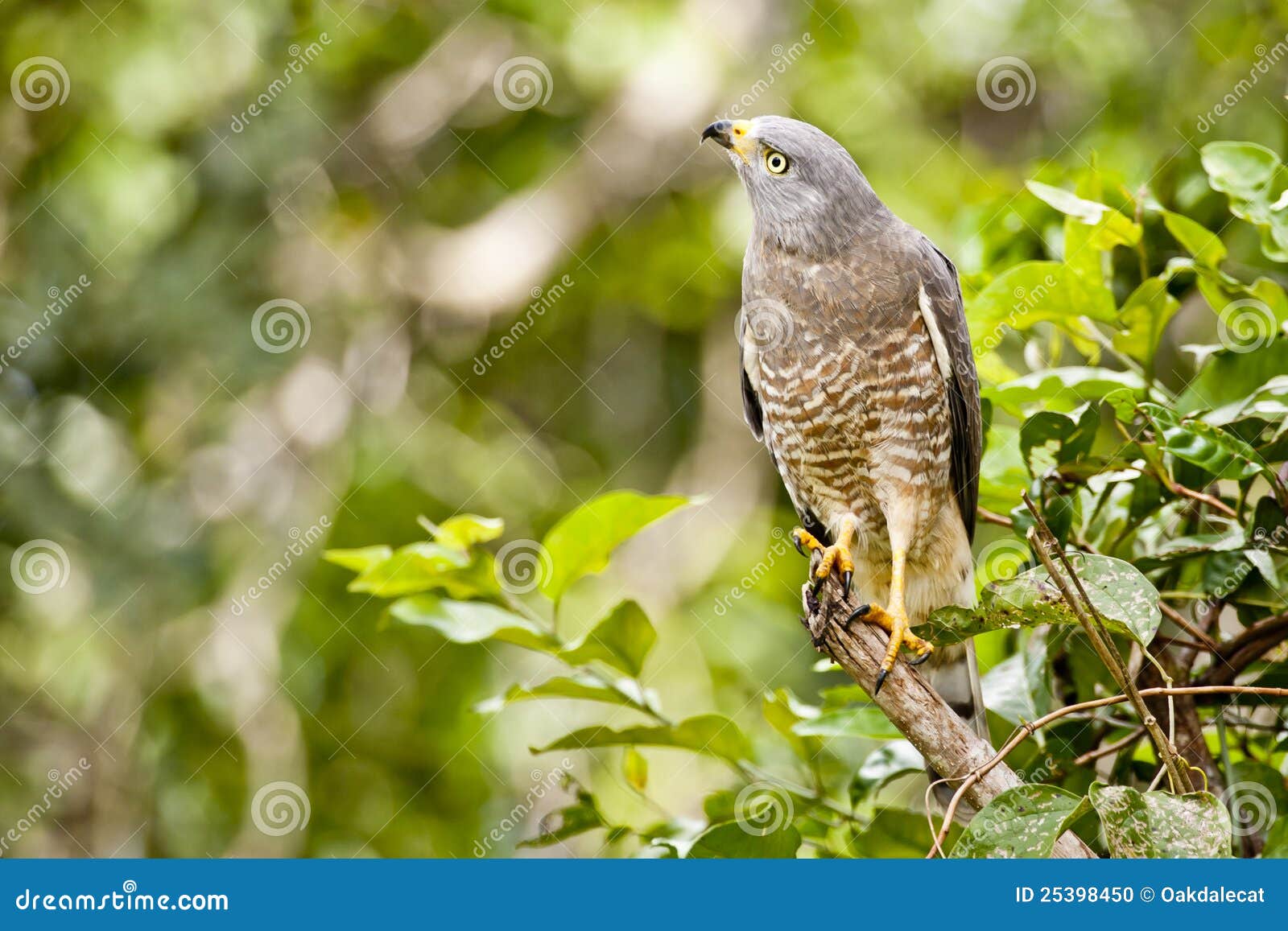 Roadside Hawk stock photo. Image of eagle, bird, listening - 25398450