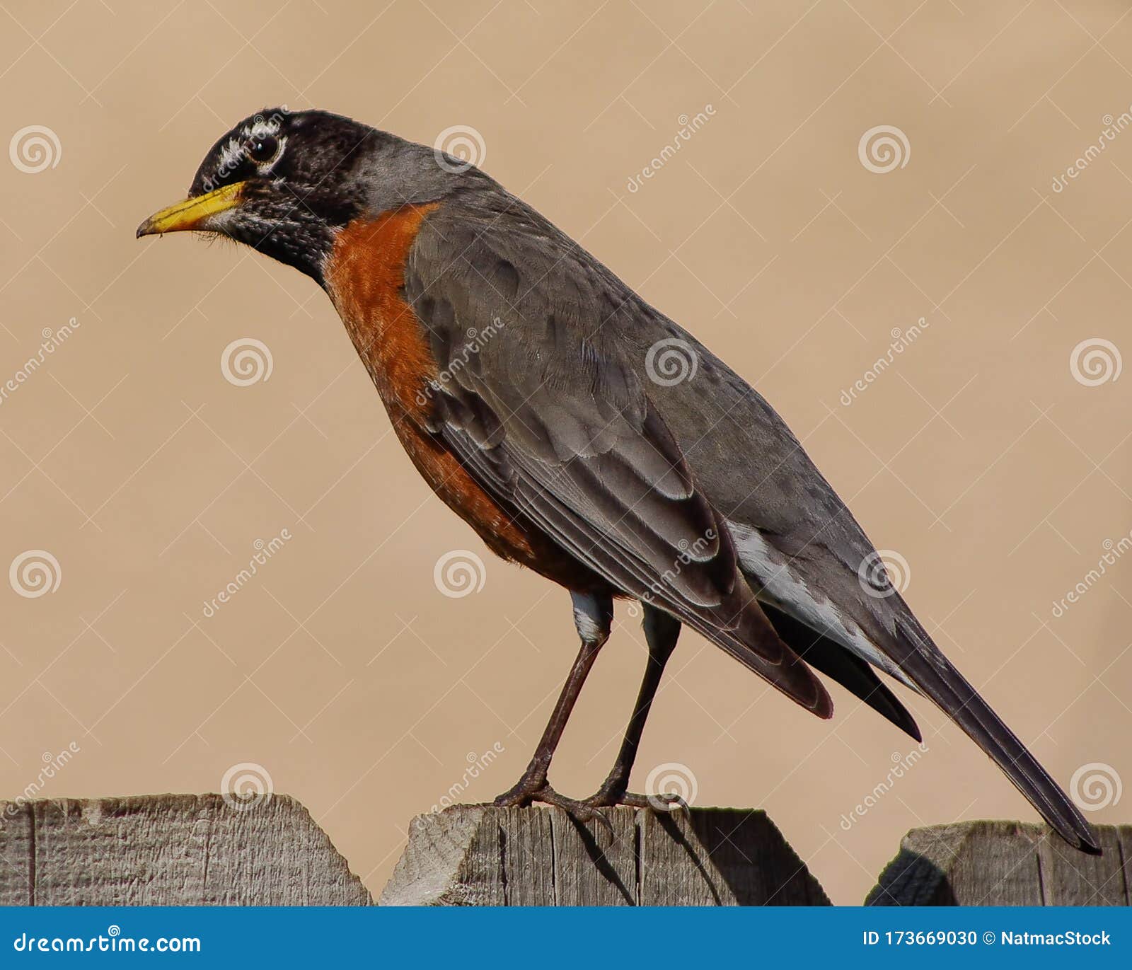 Curious American Robin On Fence Stock Photography | CartoonDealer.com ...