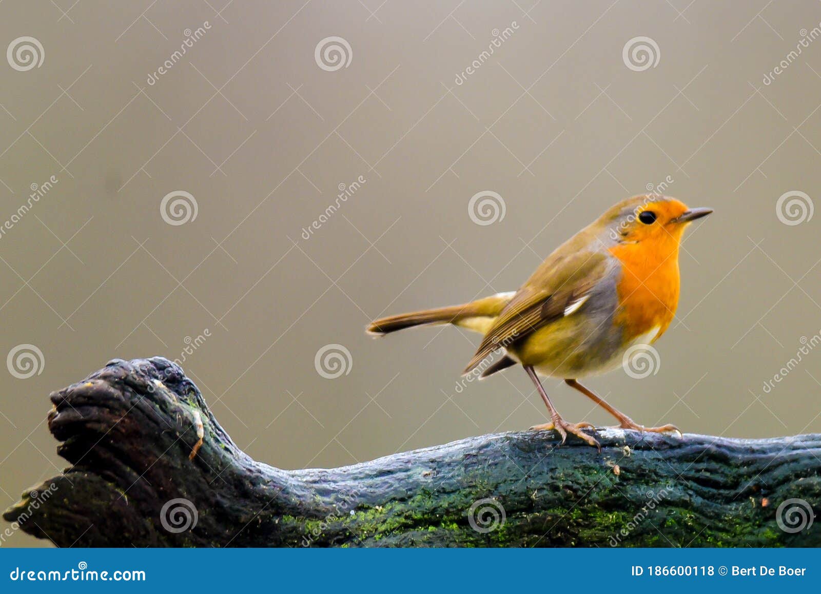 Curious Robin on a Branch of a Tree Stock Photo - Image of bird, nature ...