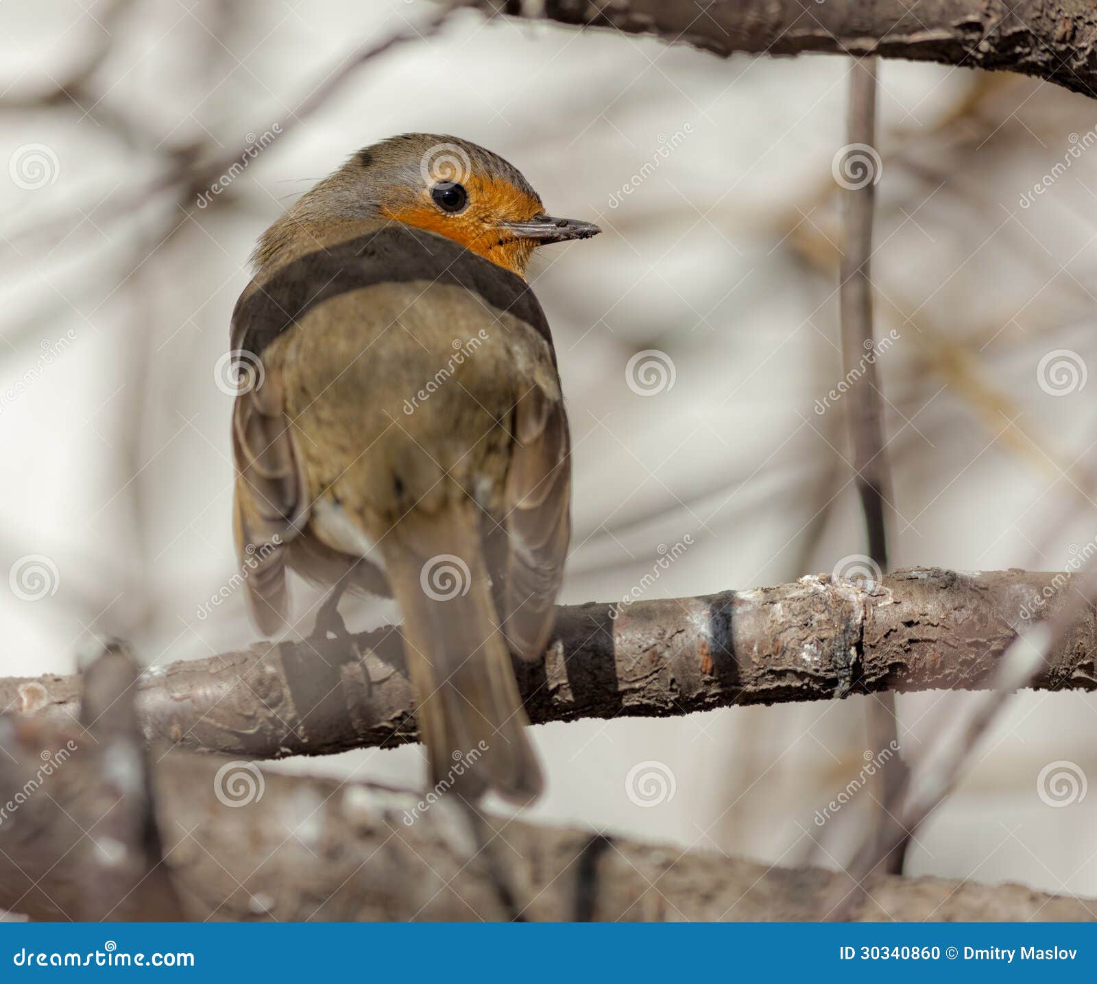 Curious robin closeup stock photo. Image of tree, closeup - 30340860