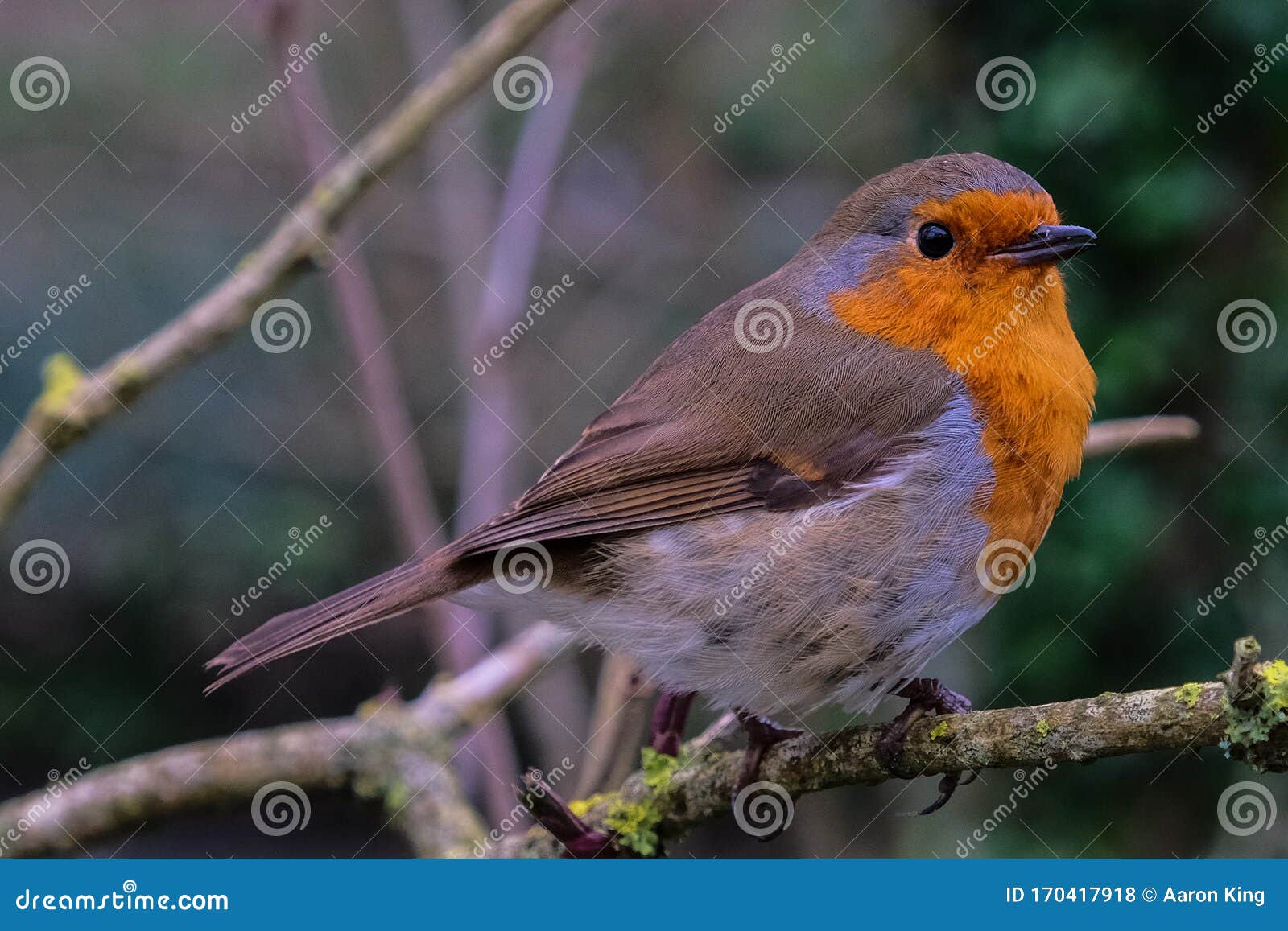 Red Breasted Robin Perched on Branch Stock Photo - Image of twigs ...