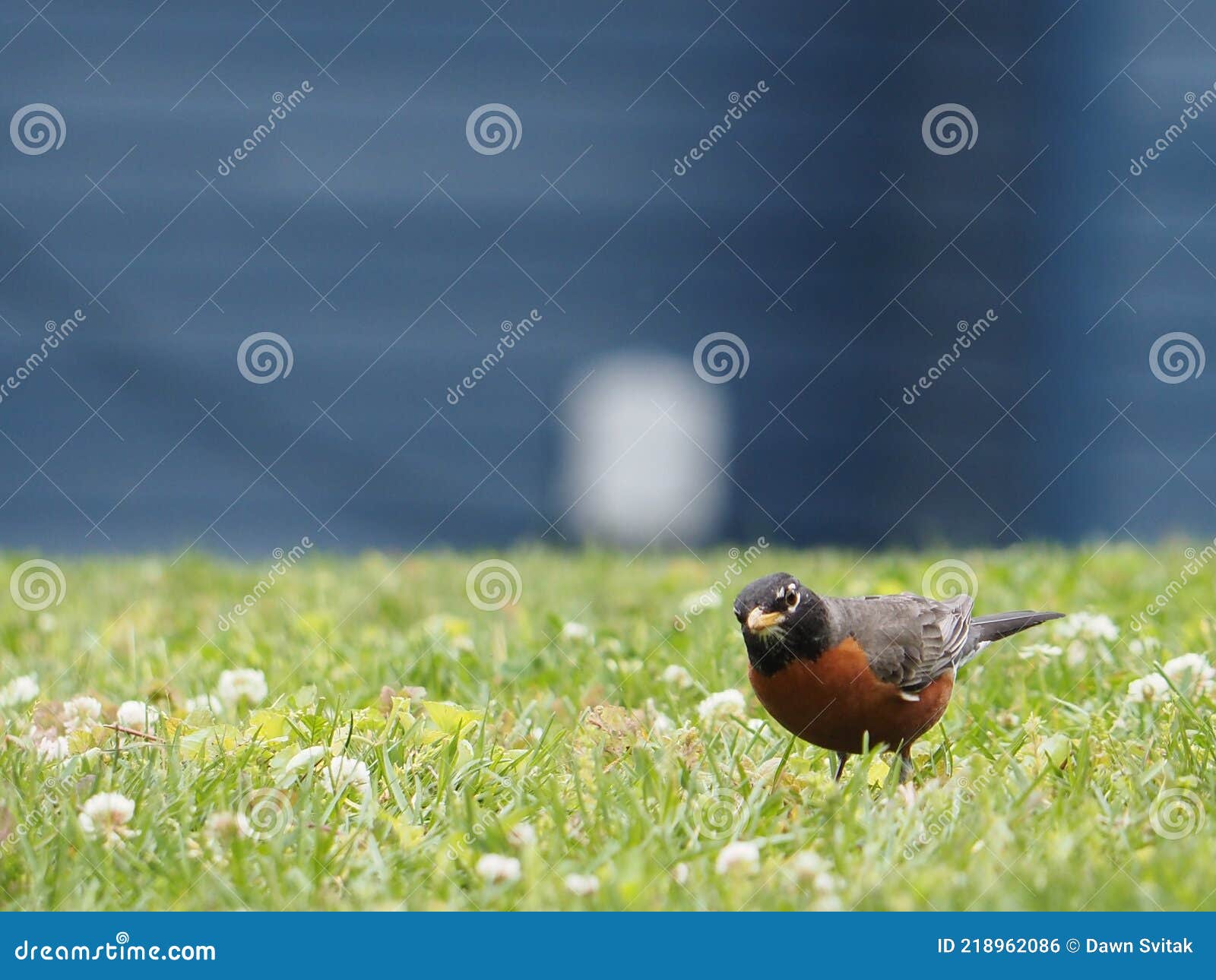 Curious Robin Redbreast stock photo. Image of robin - 218962086