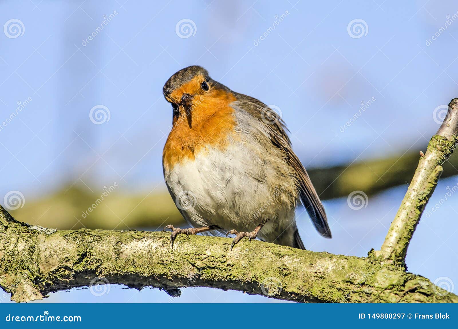 Curious robin stock image. Image of nature, erithacusrobin - 149800297