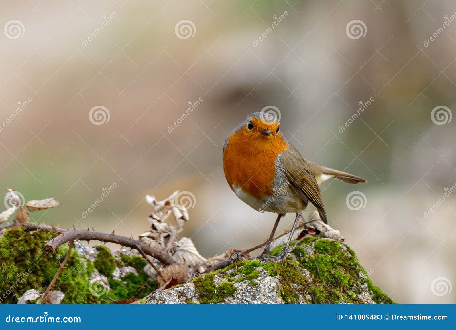 Curious Robin Standing on a Rock Stock Image - Image of rubecula ...