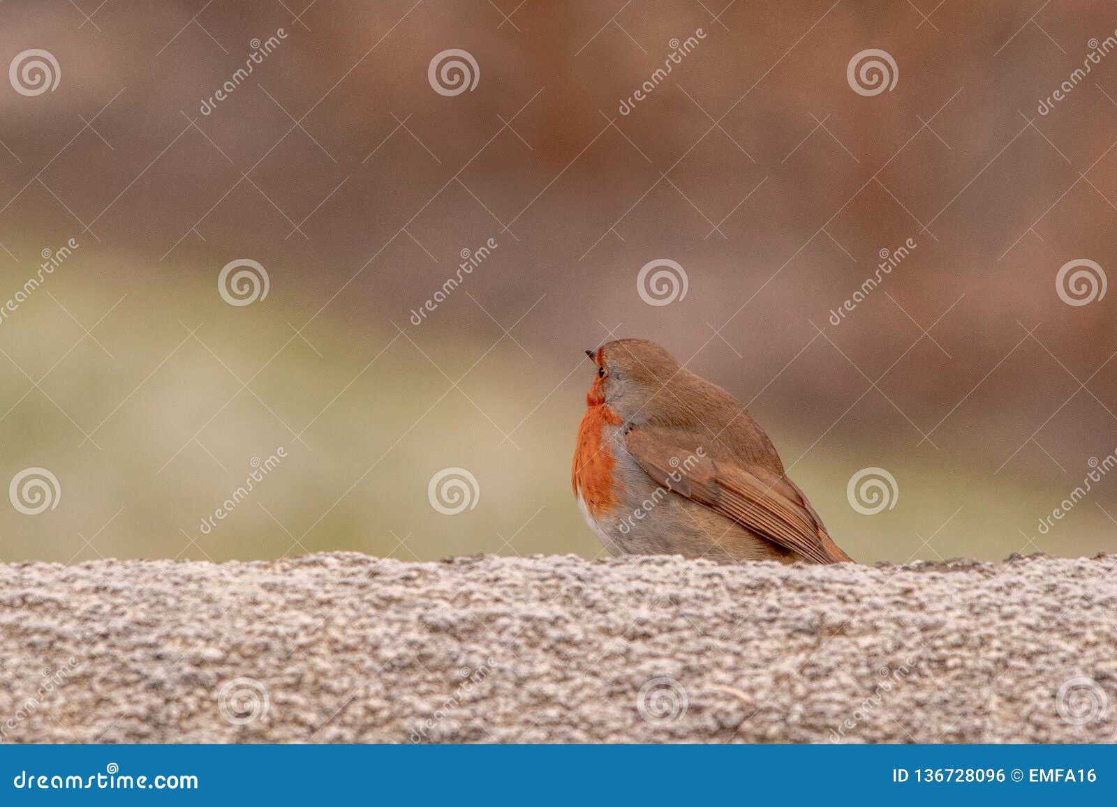 Curious Robin Standing on Top of a Wall Stock Photo - Image of stone ...