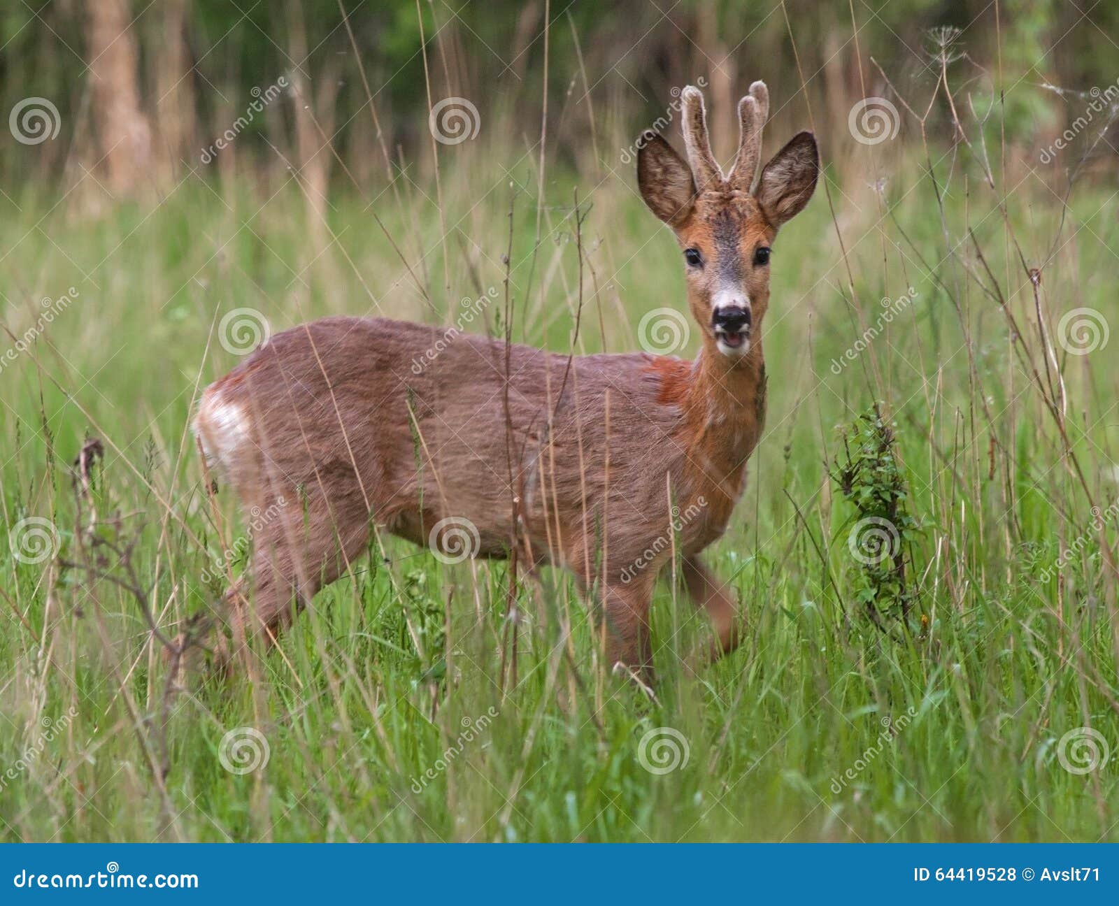 Curious Roe deer stock photo. Image of horn, mammal, grassland - 64419528