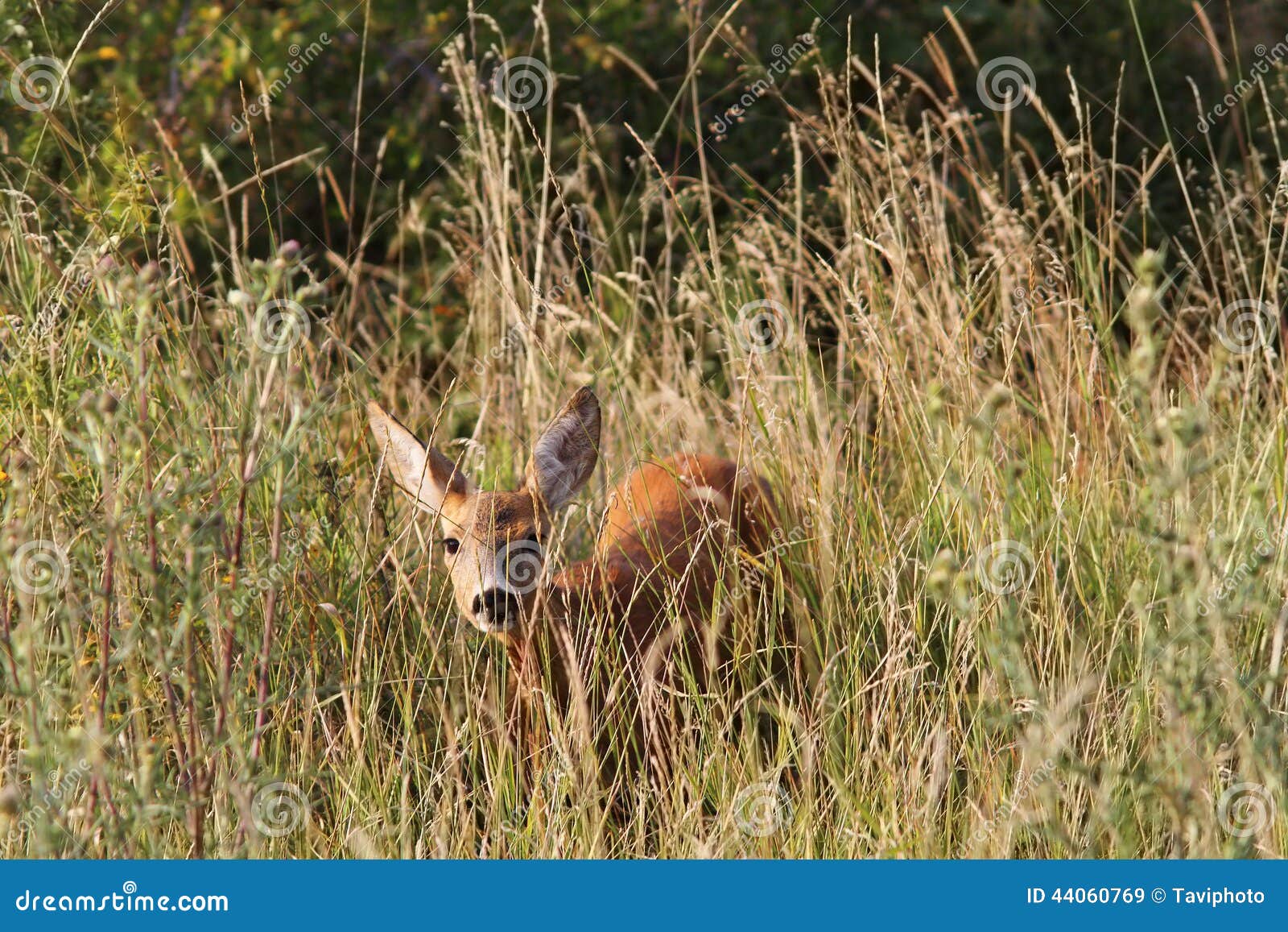 Curious roe deer hind stock image. Image of capreolus - 44060769