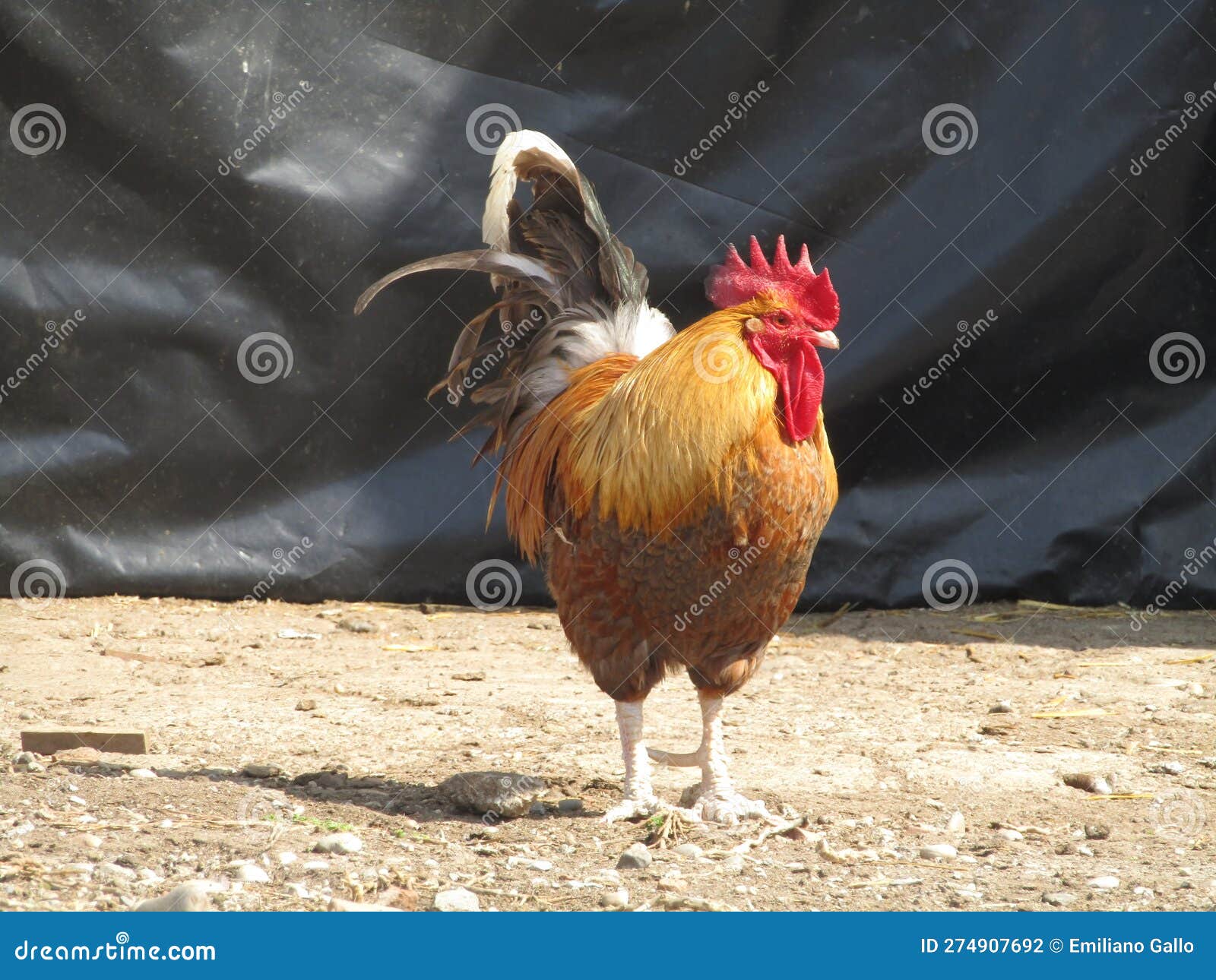Big rooster stock photo. Image of waterbird, animal - 274907692