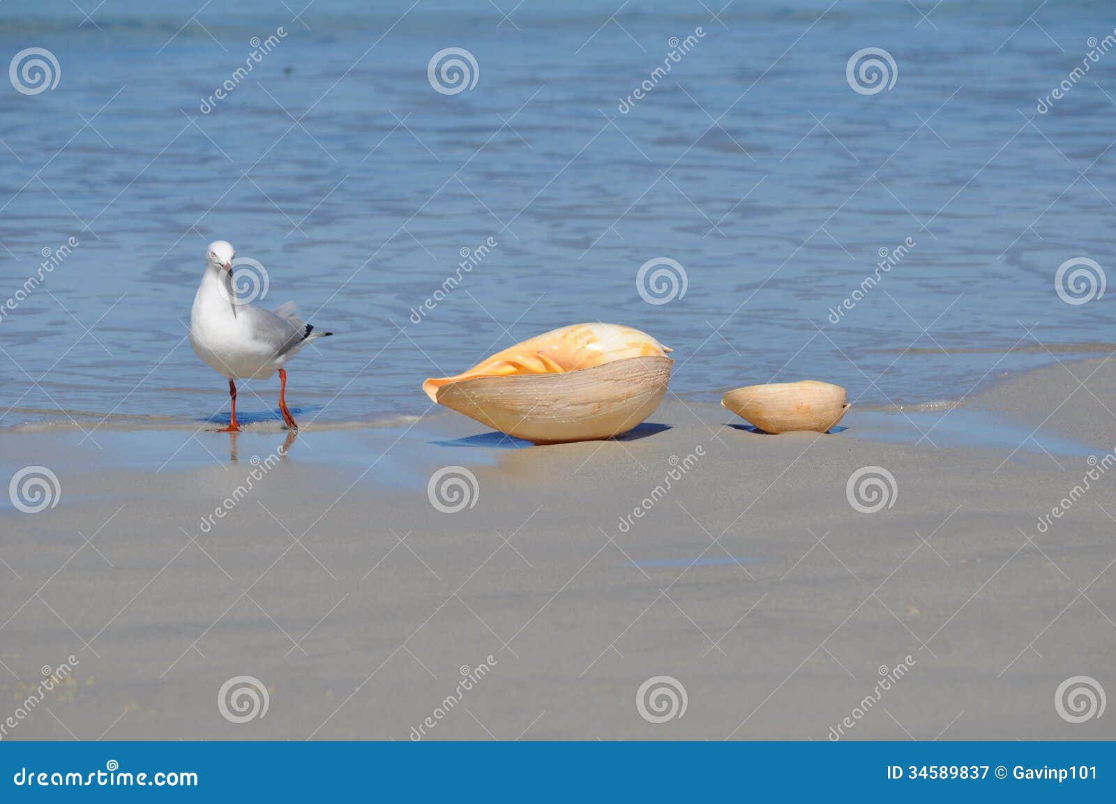 Curious Seagull with Shells on a Tropical Beach Stock Image - Image of ...